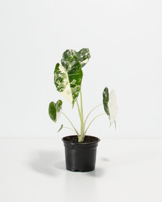 Variegated Alocasia Frydek For Sale Including Care Guide