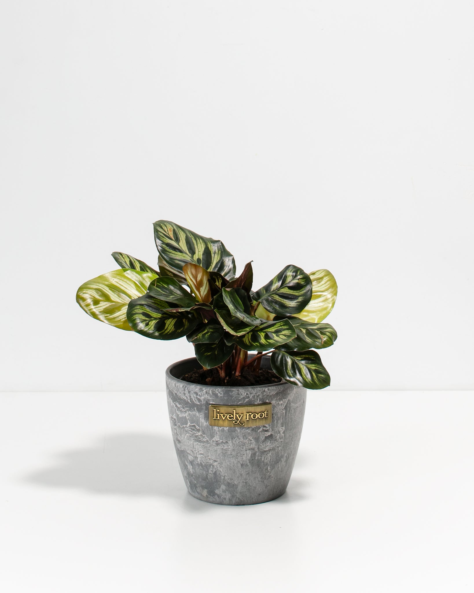 Shop Peacock Plant With Care Guide | Calathea Makoyana | Lively Root