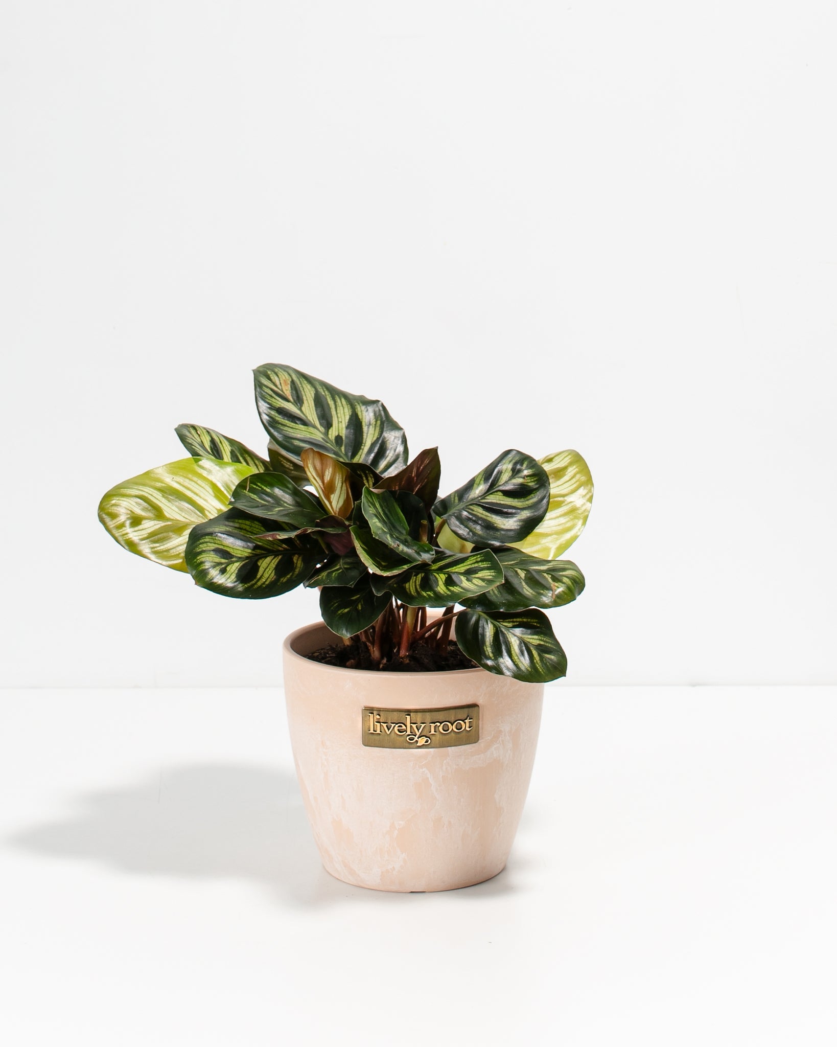 Shop Peacock Plant With Care Guide | Calathea Makoyana | Lively Root