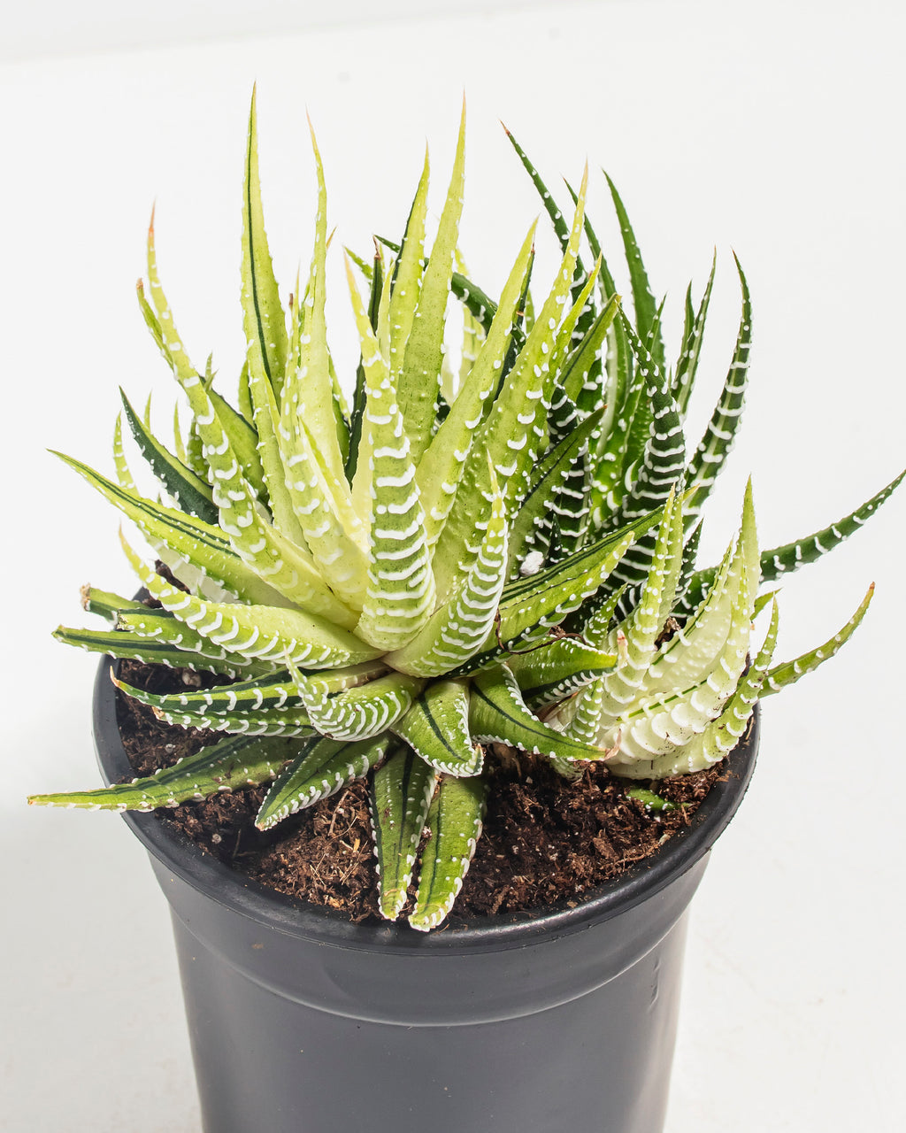 Variegated Zebra Haworthia Succulent | Lively Root