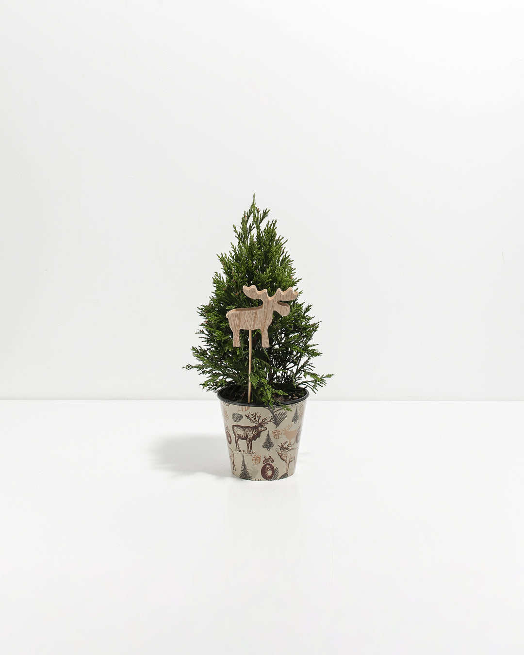 Leyland Cypress Decorated For Christmas