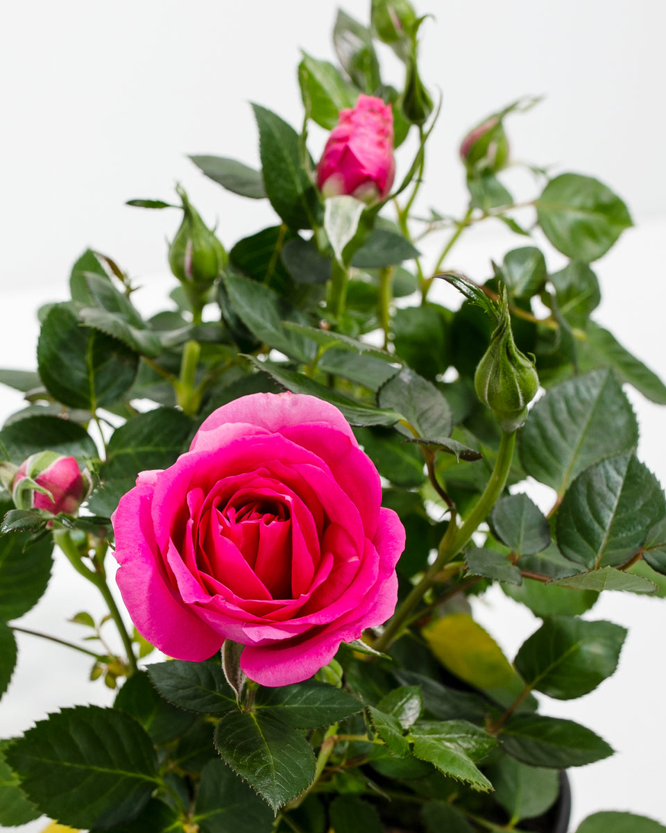 Pink Miniature Roses For Sale - Indoor Flowering Plant