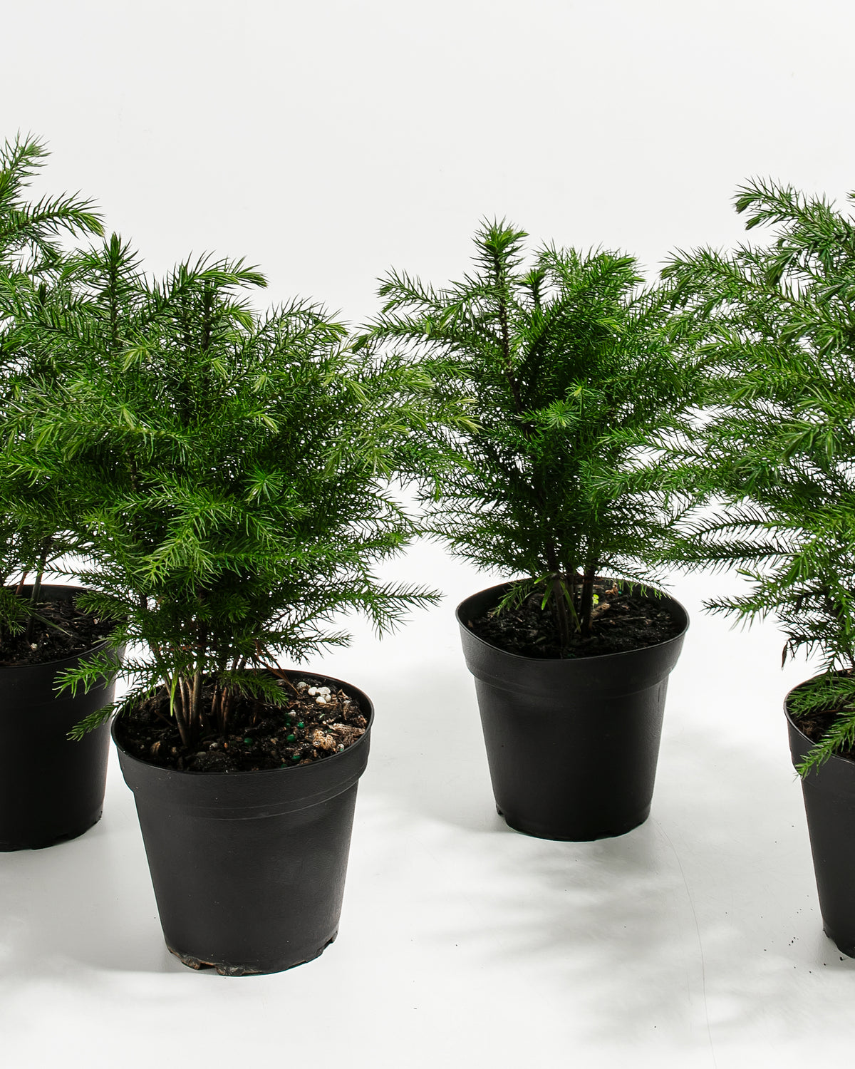 Norfolk Island Pine 4-Pack | Christmas Tree | Holiday Plant