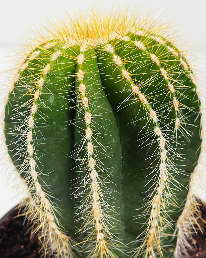 Parodia Cactus | Lively Root