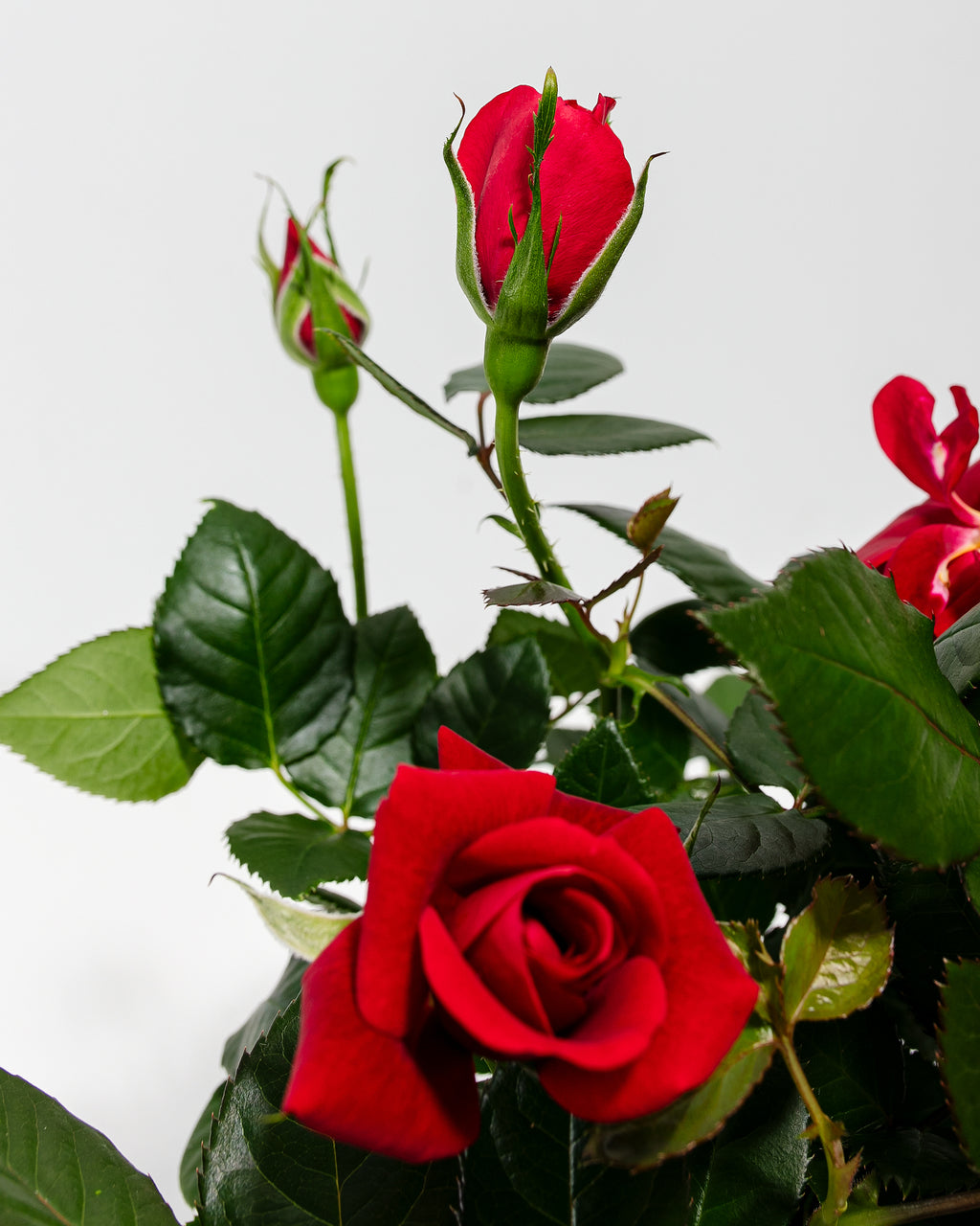 Crimson Red Miniature Roses | Delicate Fragrance Flowers Plant