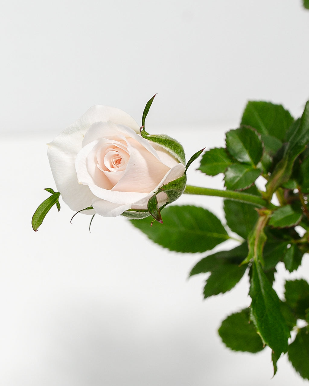 Snow White Miniature Roses | Delicate Fragrance Flowers Plant