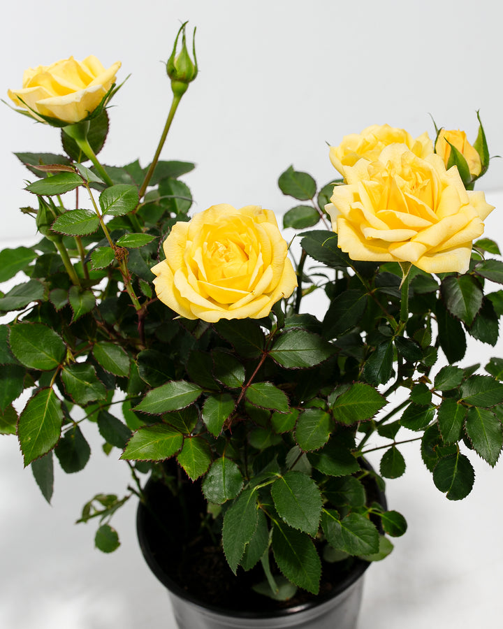 Lemon Yellow Miniature Roses | Delicate Fragrance Flowers Plant