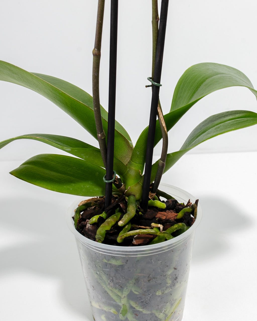 Miraflore Moth Orchid | Orchids Delivered | Lively Root