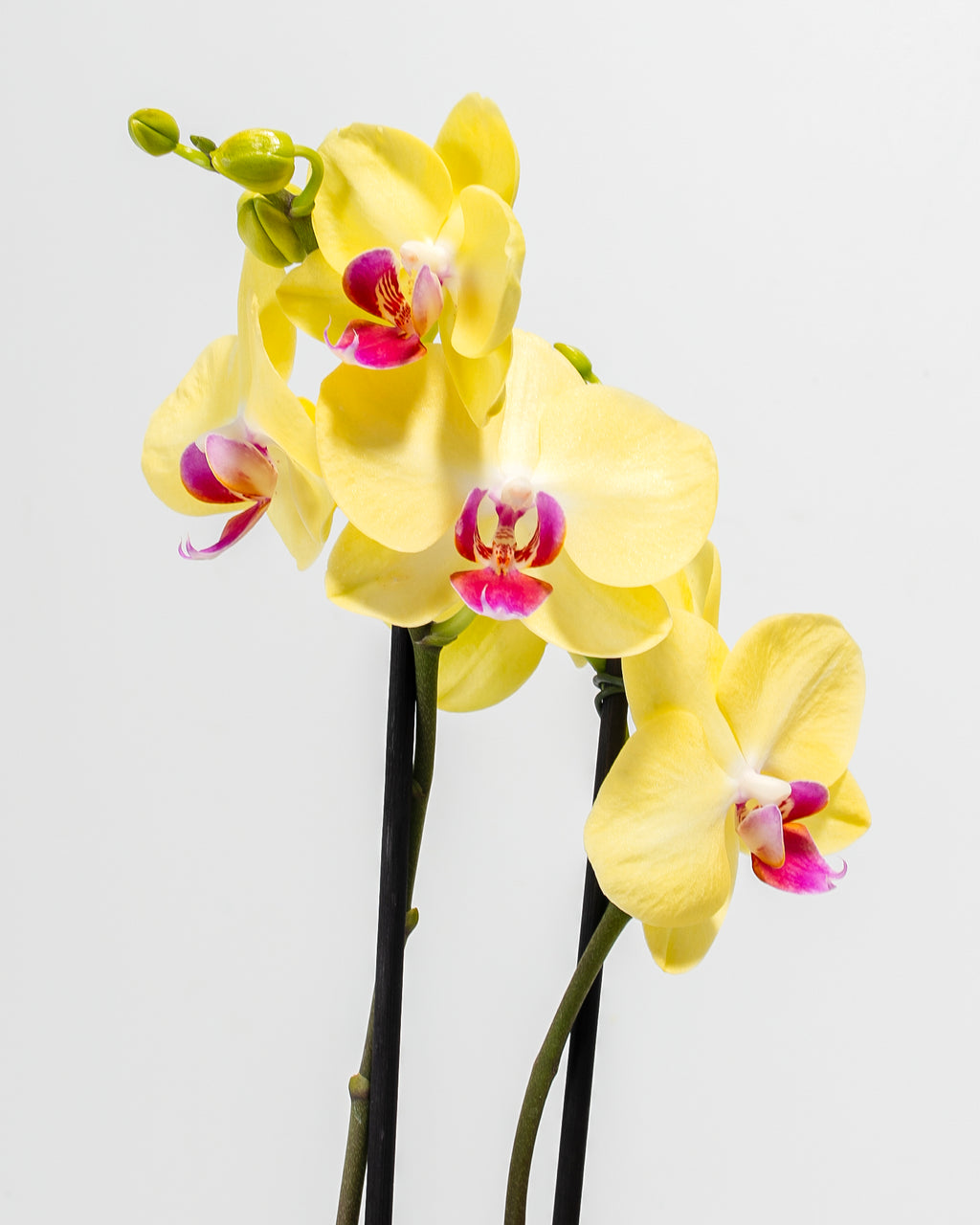Miraflore Moth Orchid | Orchids Delivered | Lively Root