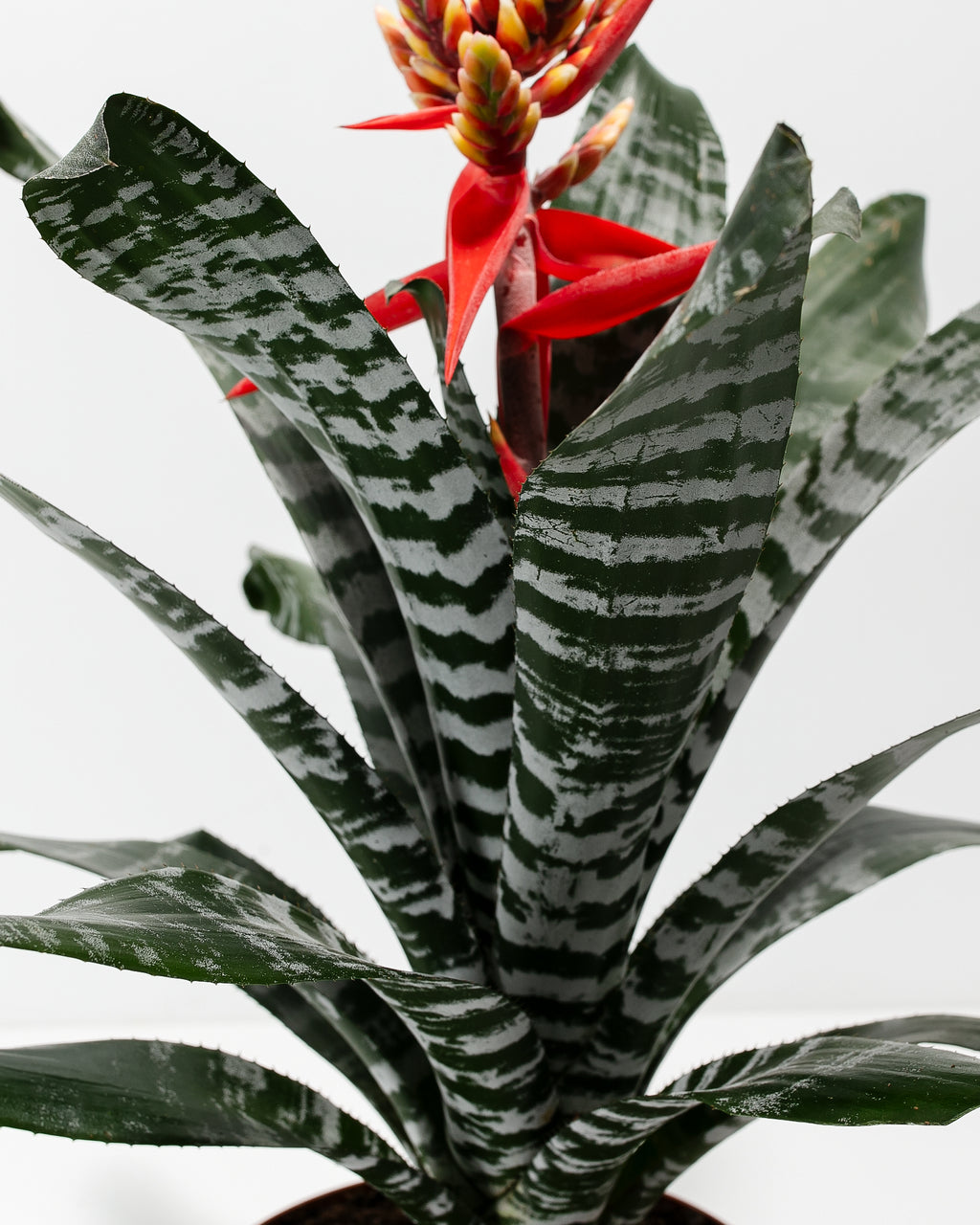 Amazonian Zebra Bromeliad | Indoor Plants | Lively Root