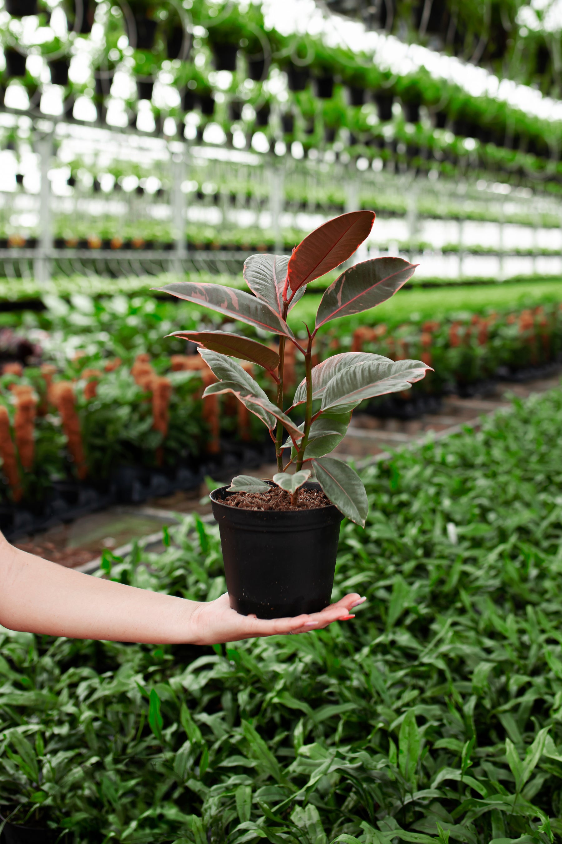 Ficus Elastica Ruby for Sale With Large Options & Care Guide