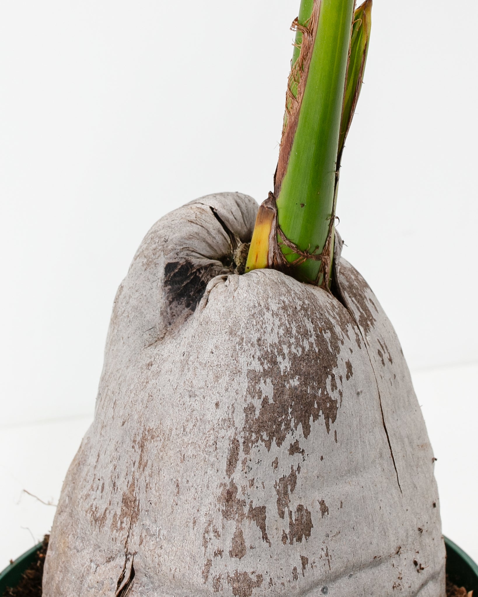 Coconut Palm Tree For Sale Including Care Guide