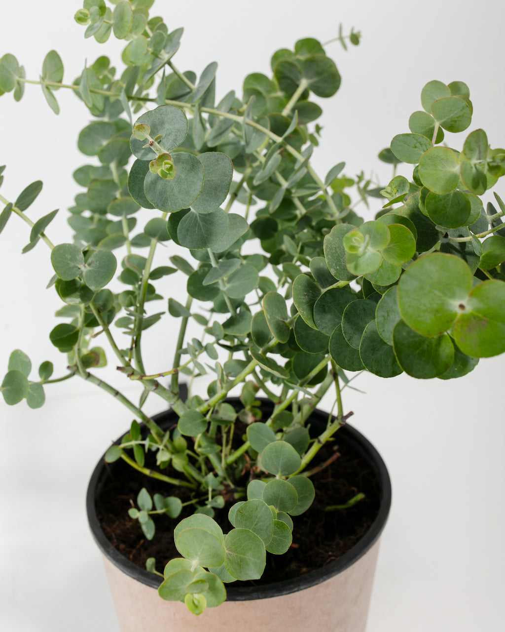 Silver Dollar "Baby Blue" Eucalyptus | Lively Root