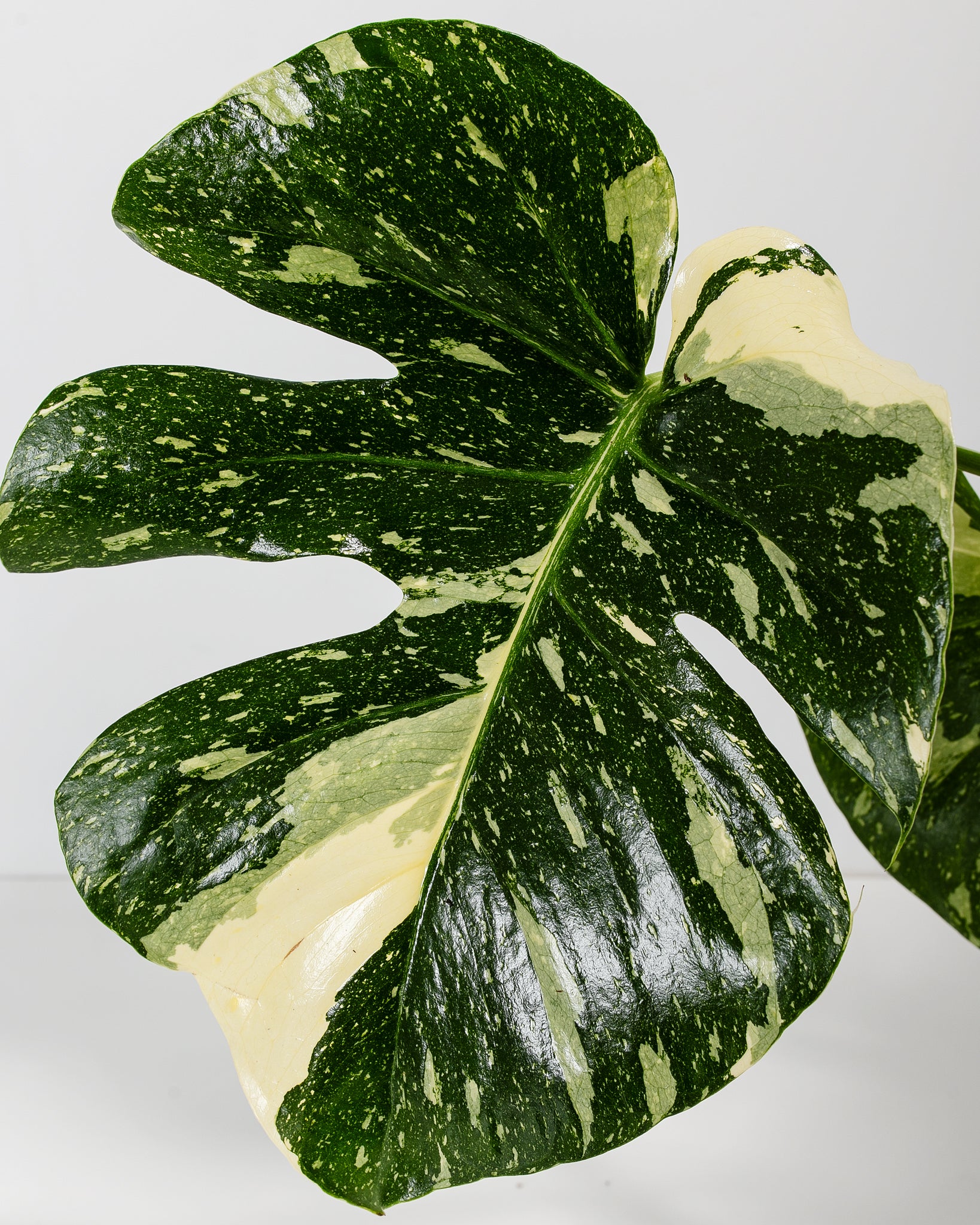 Thai Monstera Constellation | Including Care Guide | Lively Root