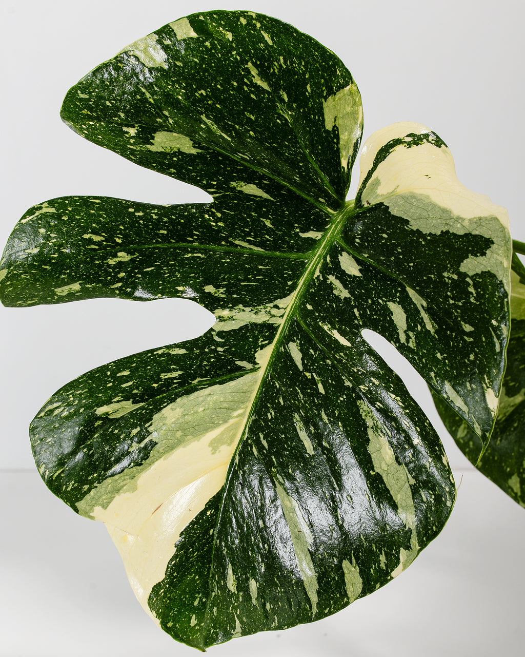 Thai Monstera Constellation For Sale Including Care Guide
