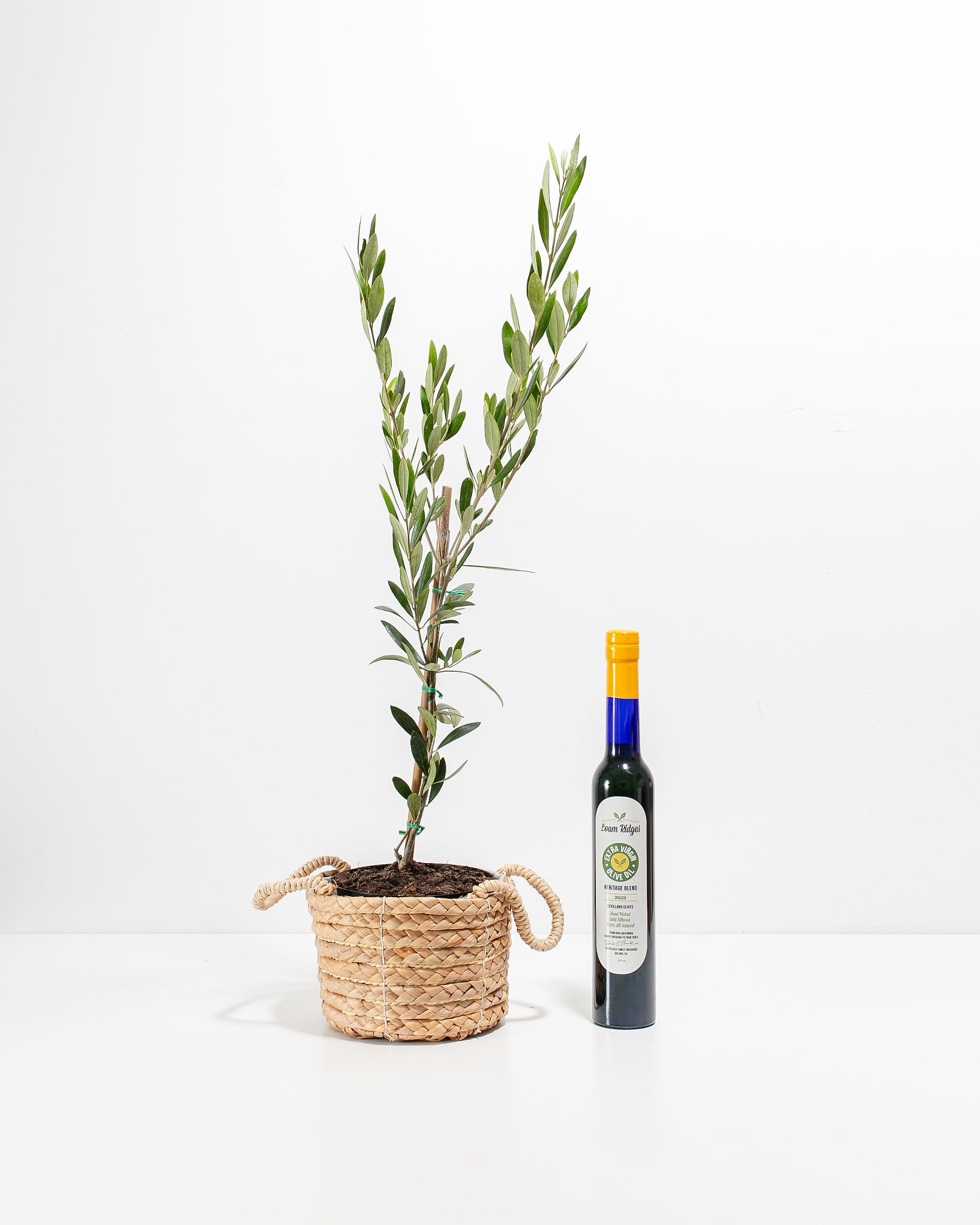 Olive Grove Delight Bundle | Plant Gifts | Lively Root