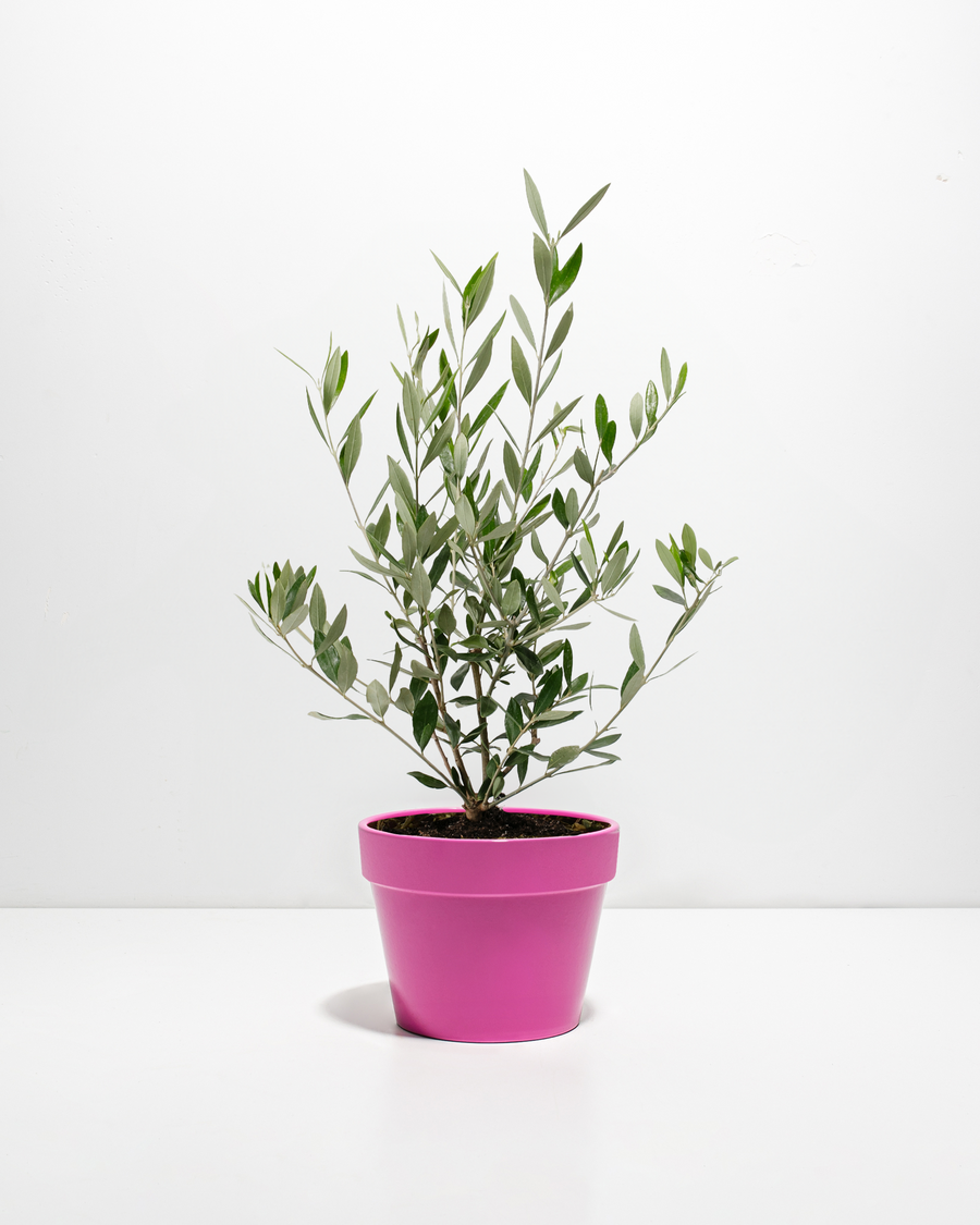 Olive Tree for Sale | Indoor Trees | Lively Root