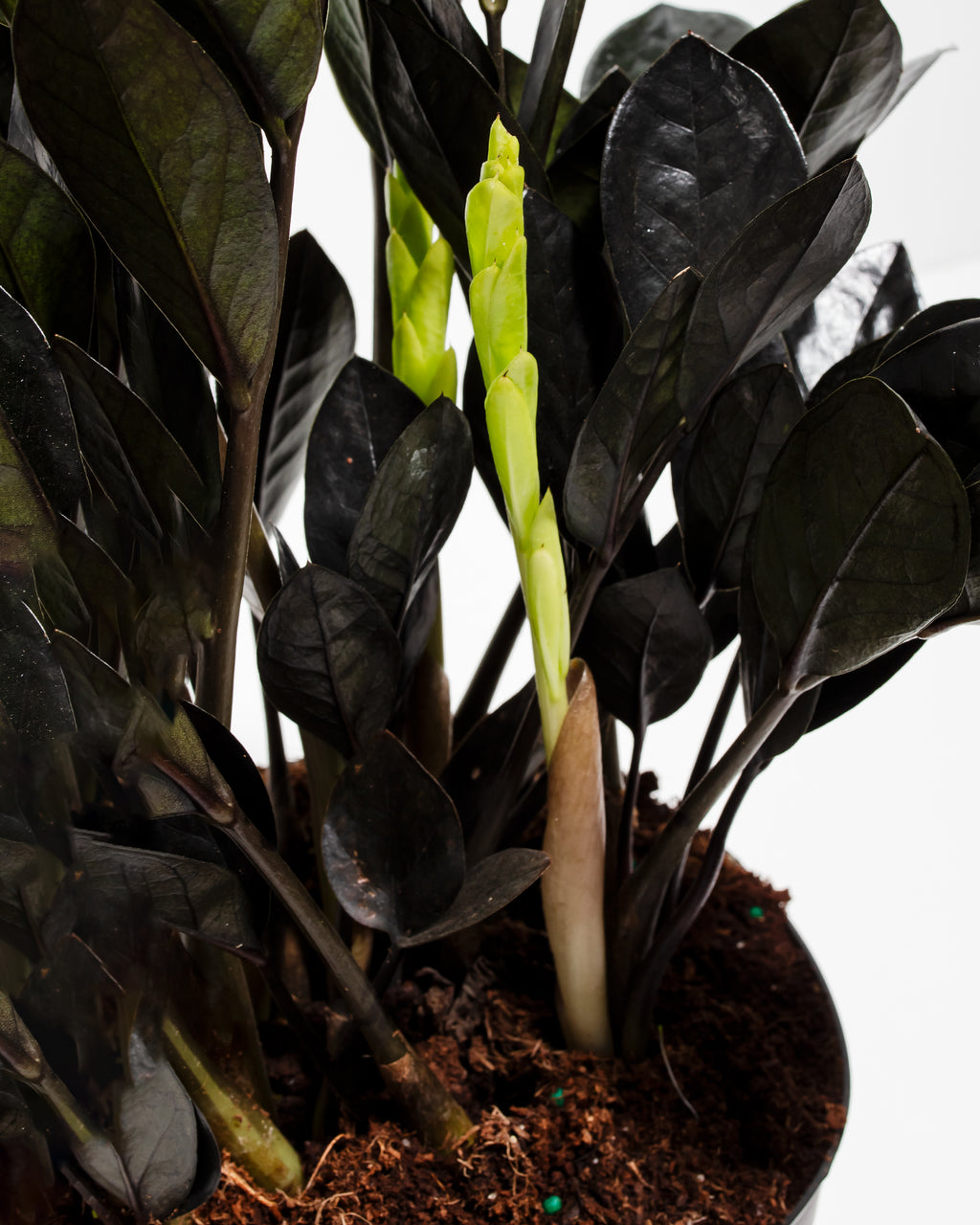Black Raven ZZ Plant For Sale Including Care Guide