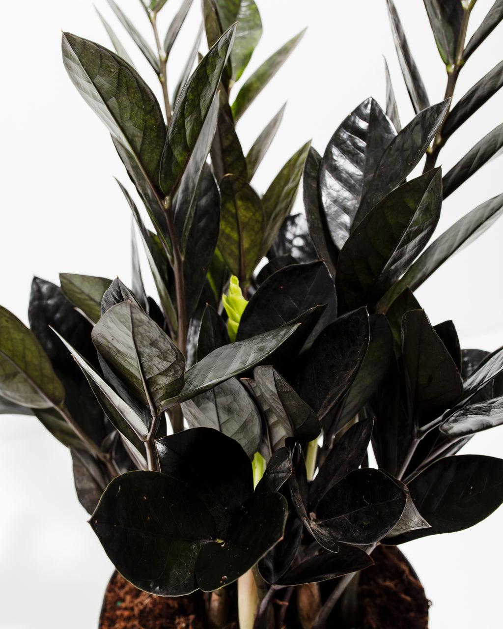 Black Raven ZZ Plant For Sale Including Care Guide