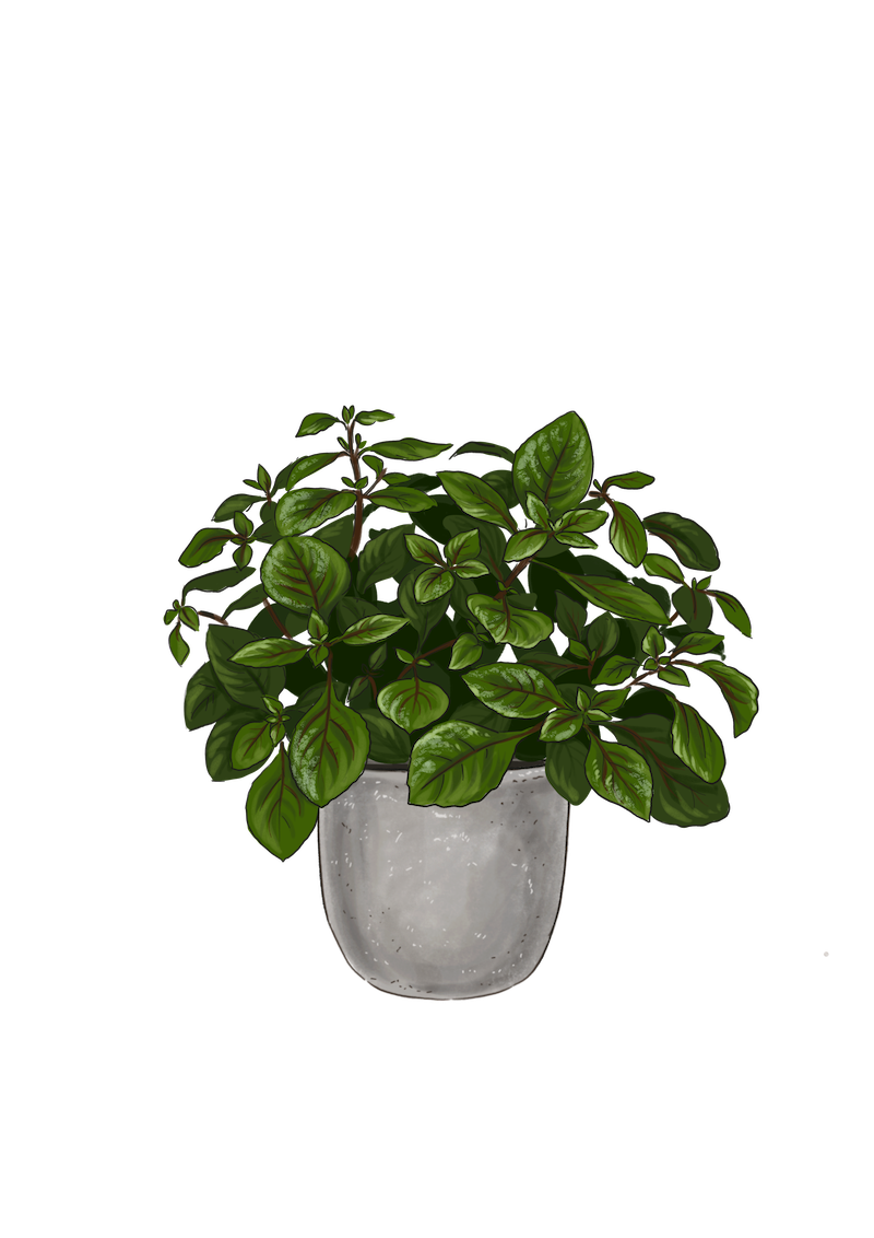 Purple Swedish Ivy Care Guide | Lively Root