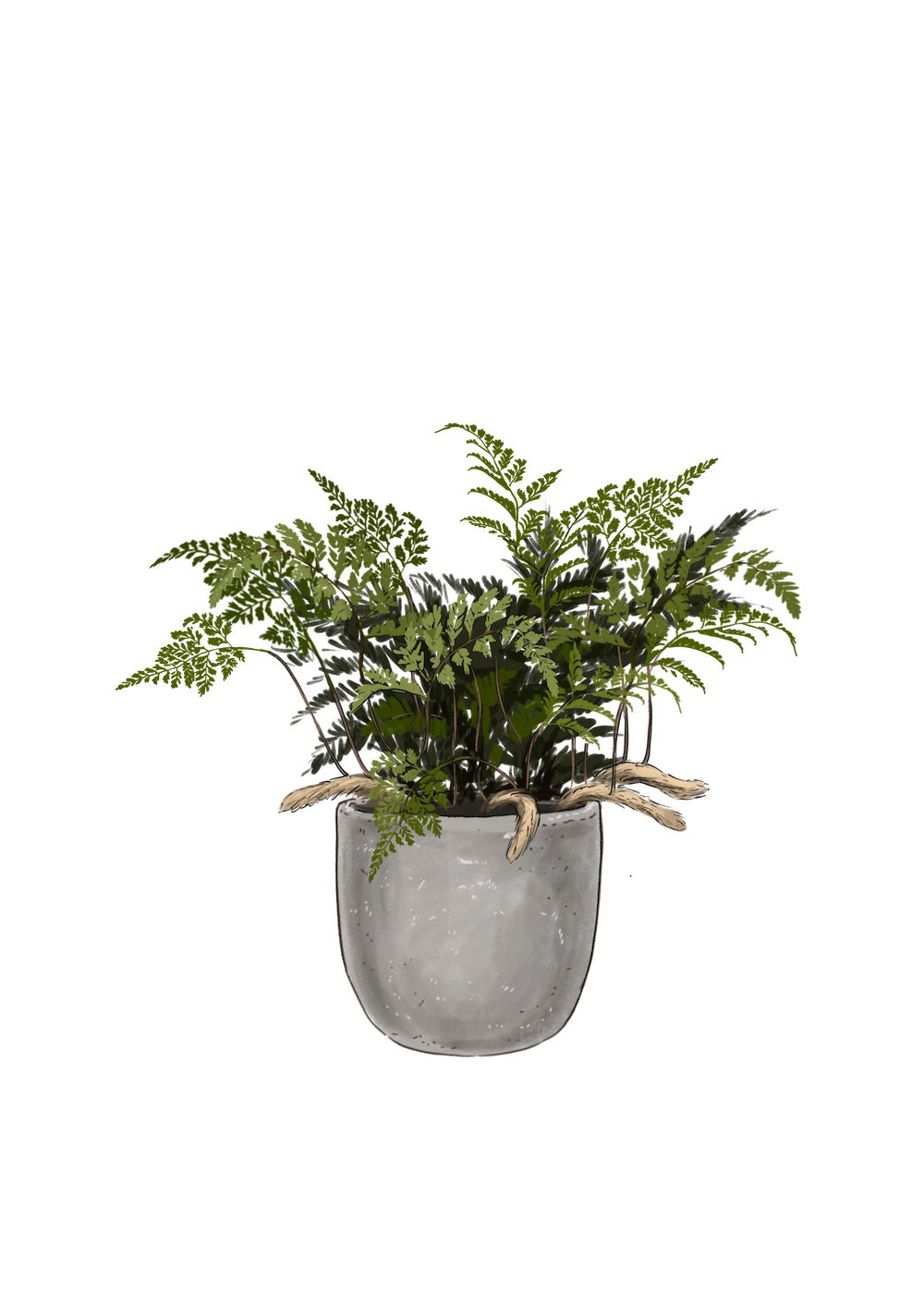 Rabbit Foot Fern Care Guide | Lively Root