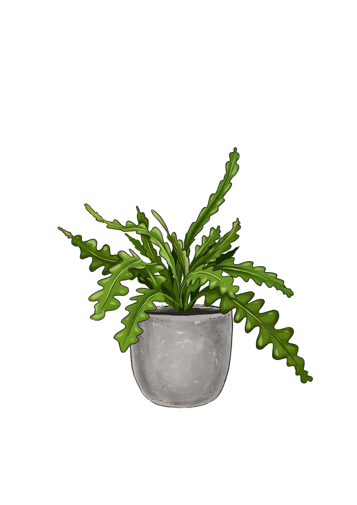 Ric Rac Cactus Care Guide | Lively Root