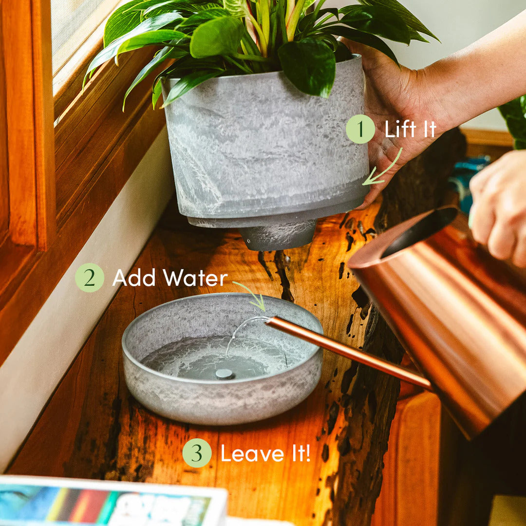 Shop Peacock Plant With Care Guide | Calathea Makoyana | Lively Root