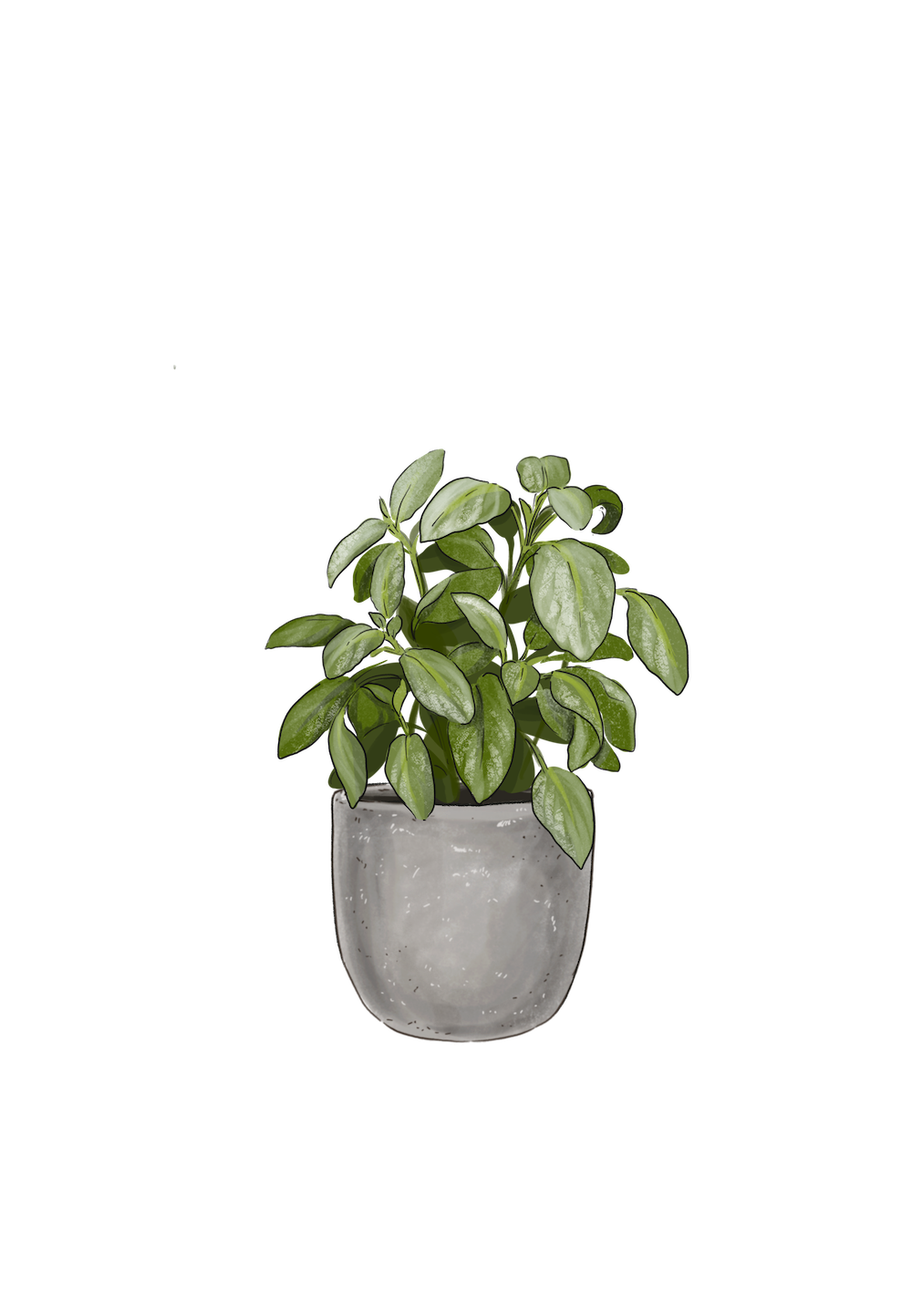 Sage Care Guide | Lively Root