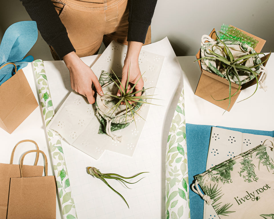 Air Plant Grab Bag | Air Plants | Lively Root