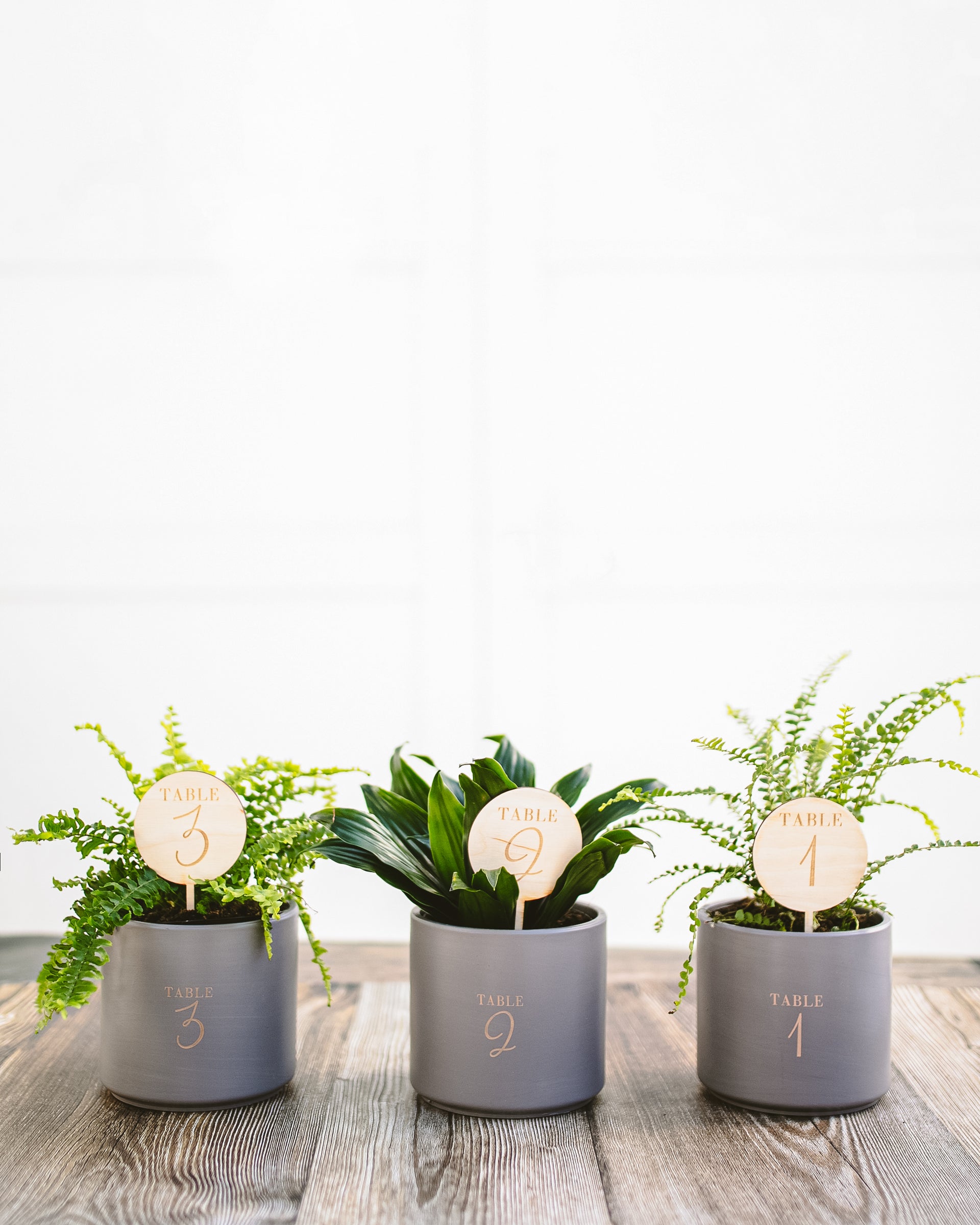 Special Events – Lively Root