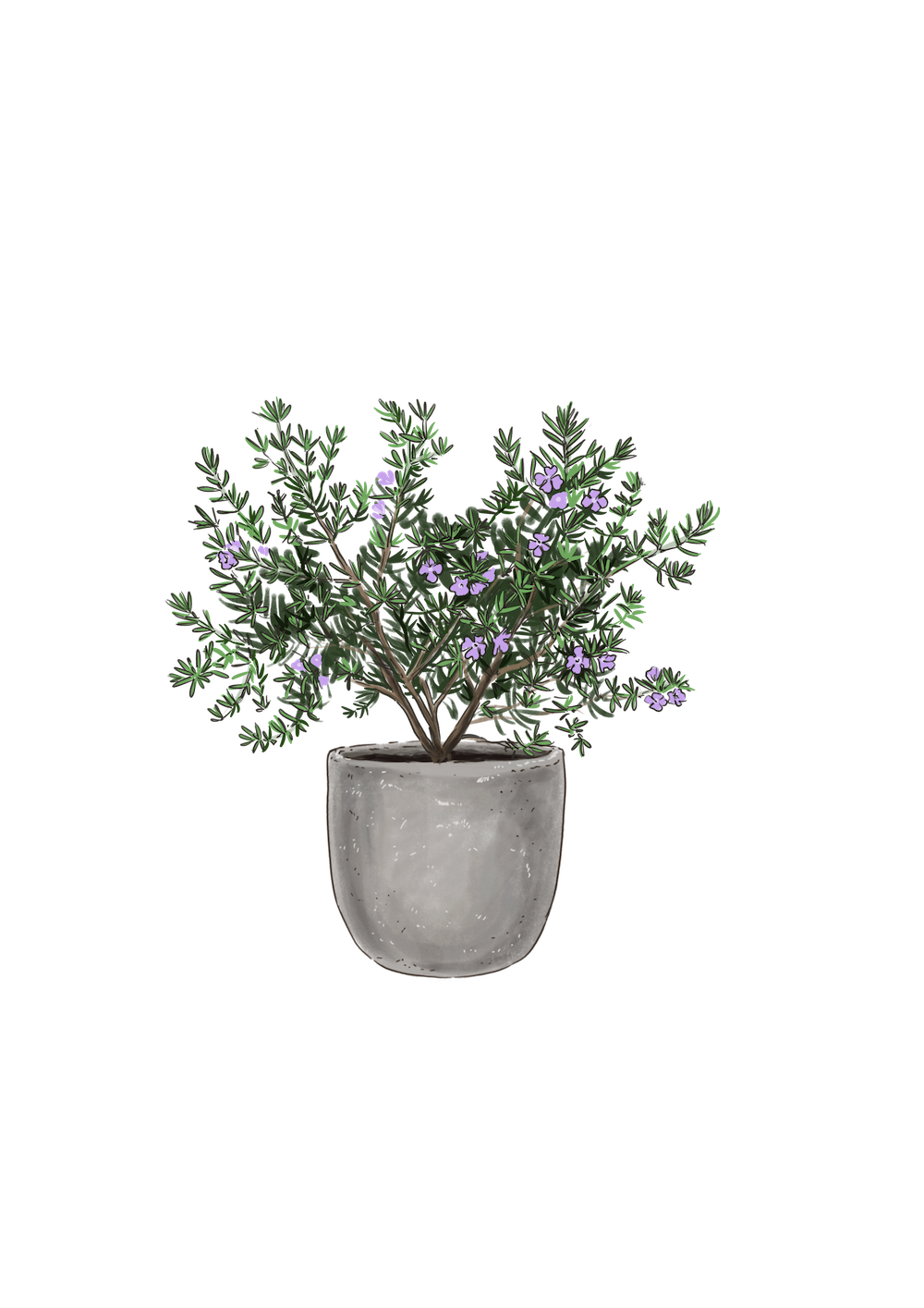 Westringia Care Guide | Lively Root