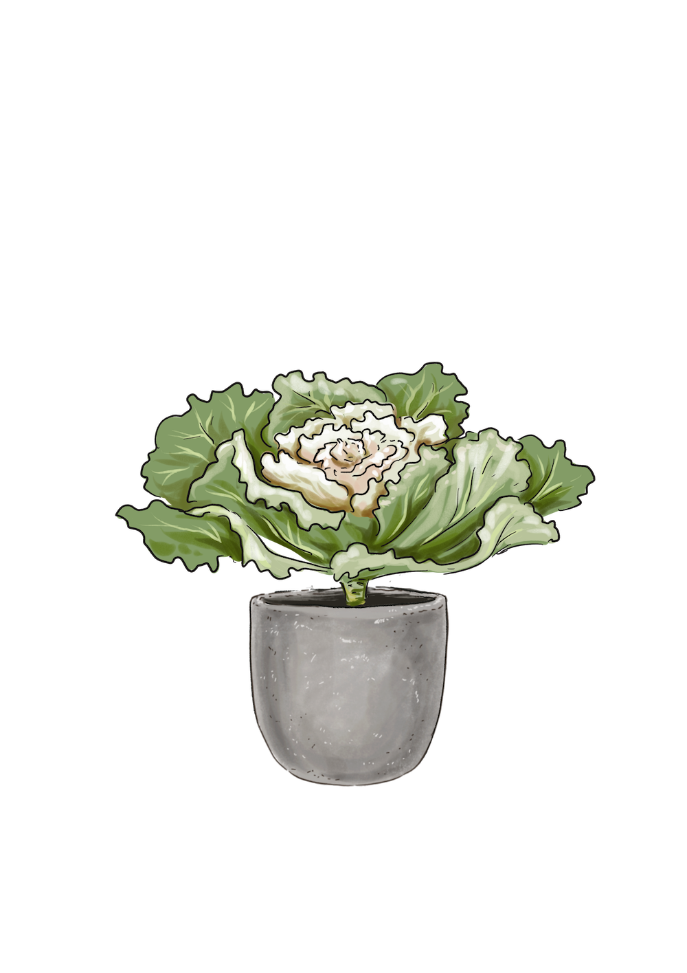 White Cabbage Care Guide | Lively Root