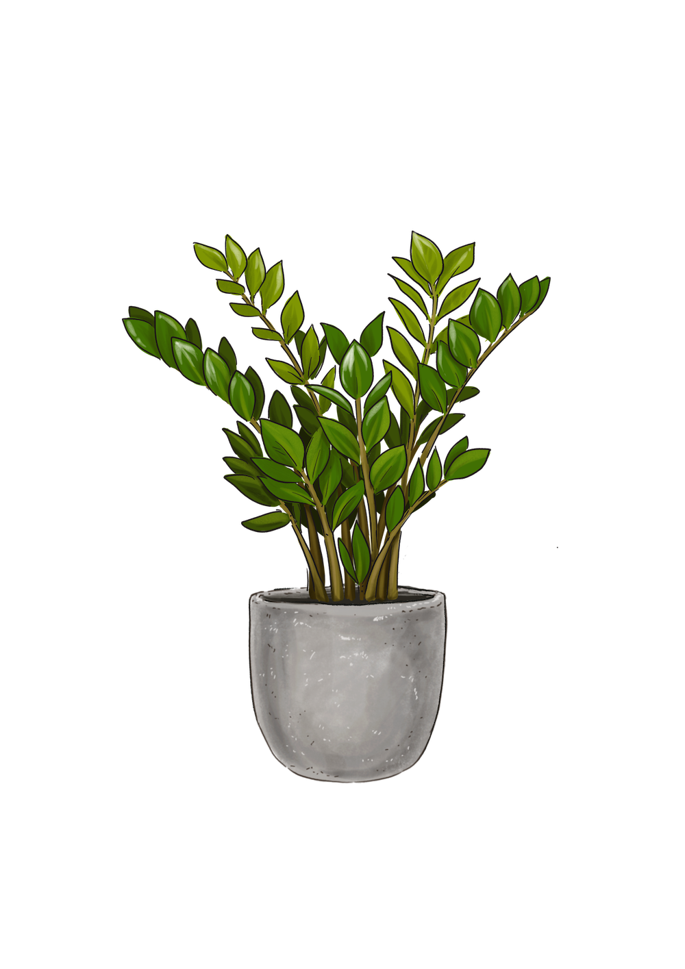 ZZ Plant Care Guide | Lively Root