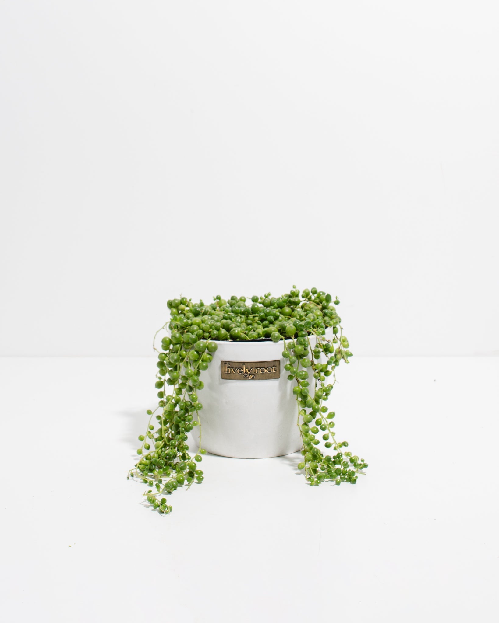 Shop String of Pearls Plant | With Care Guide | Lively Root