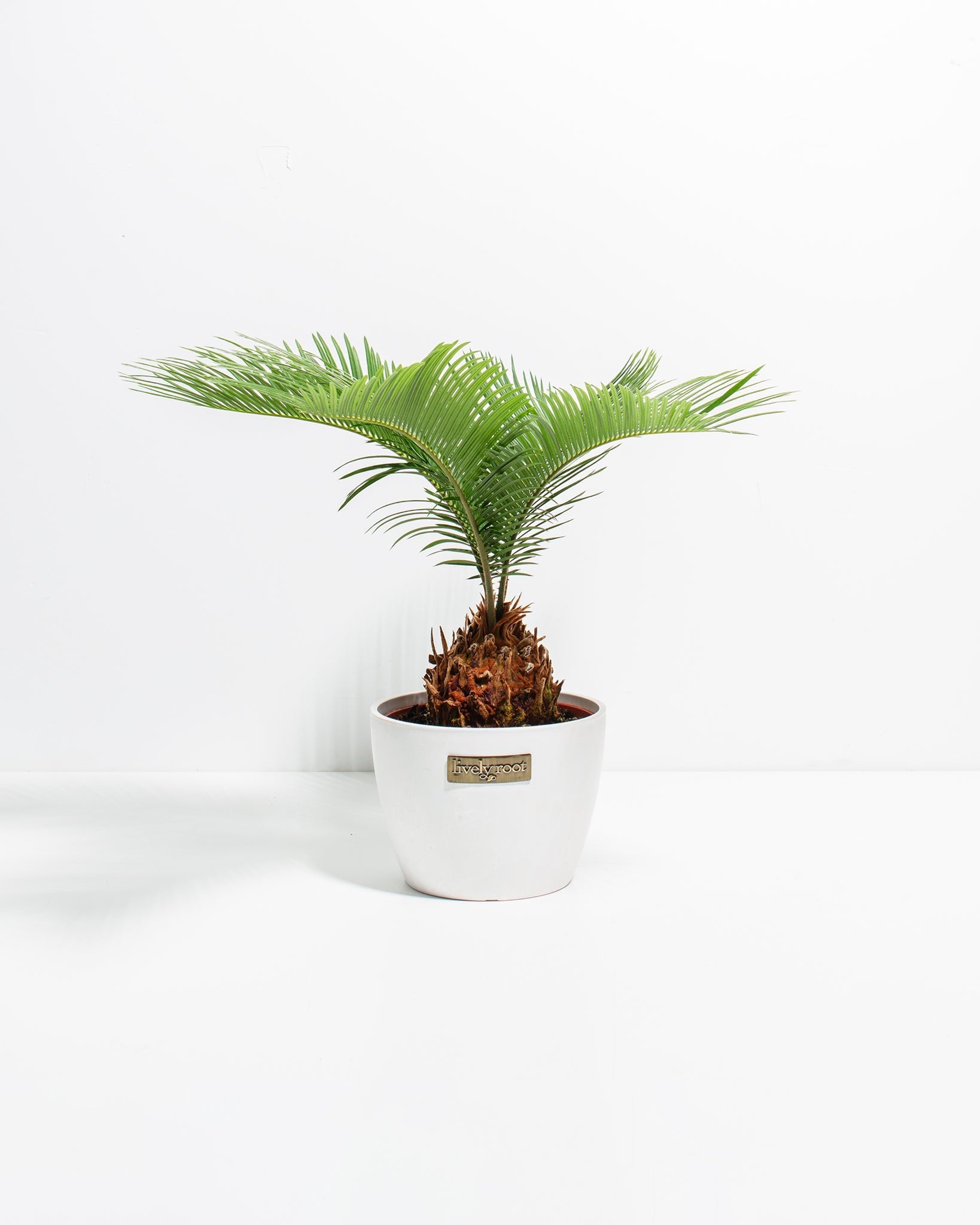Sago Palm For Sale | Palm Trees | Lively Root