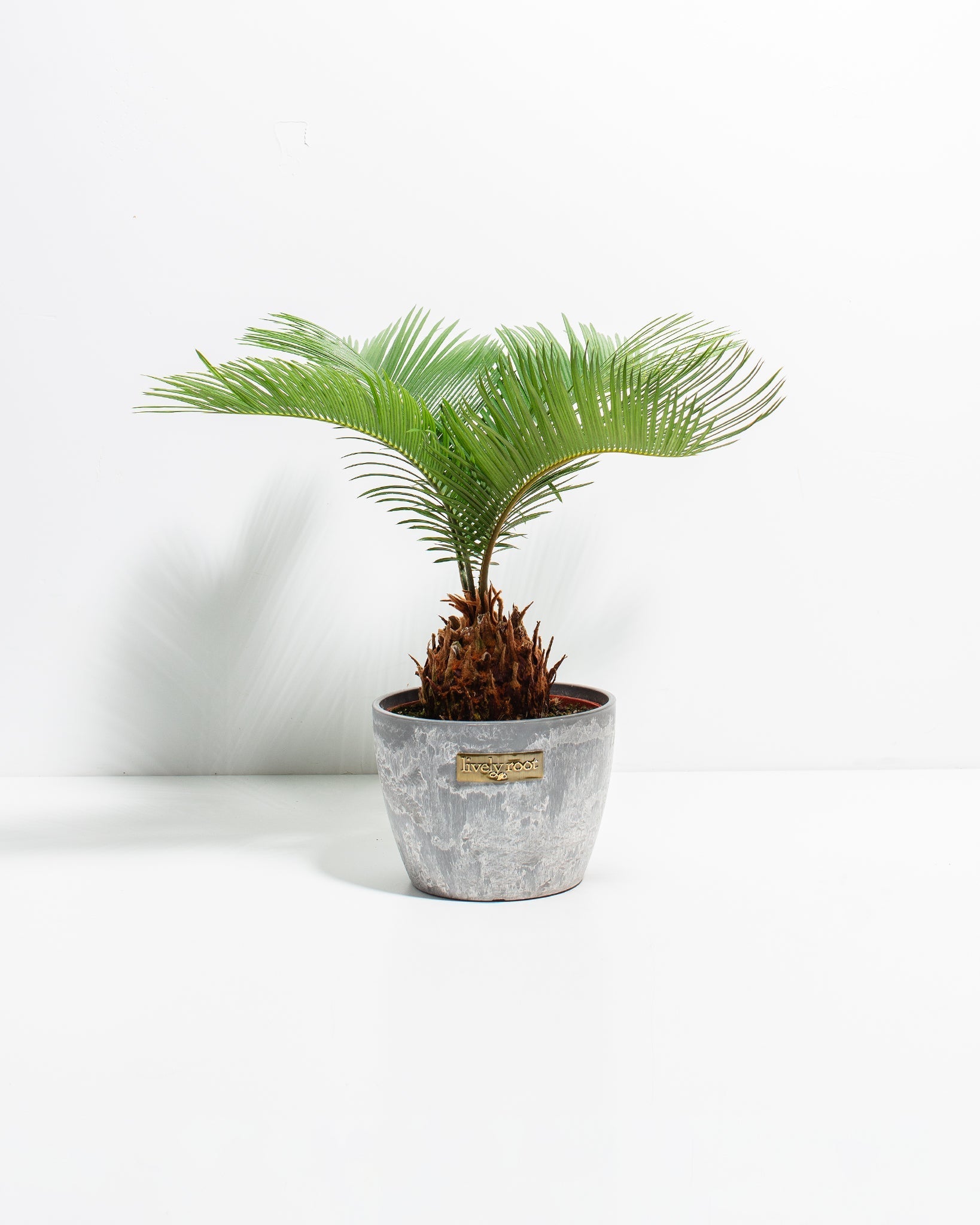 Sago Palm For Sale | Palm Trees | Lively Root