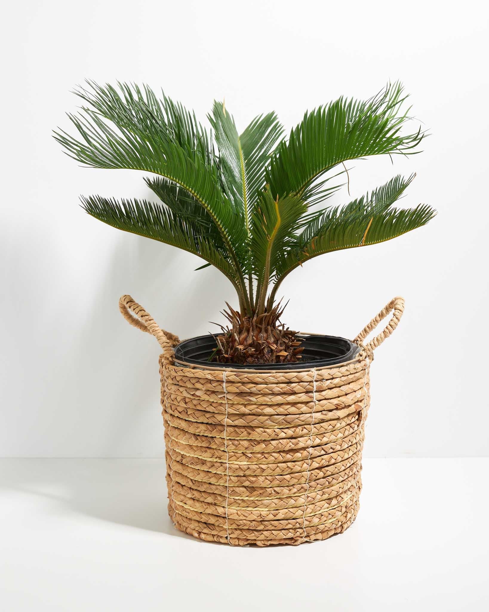 Sago Palm For Sale | Palm Trees | Lively Root