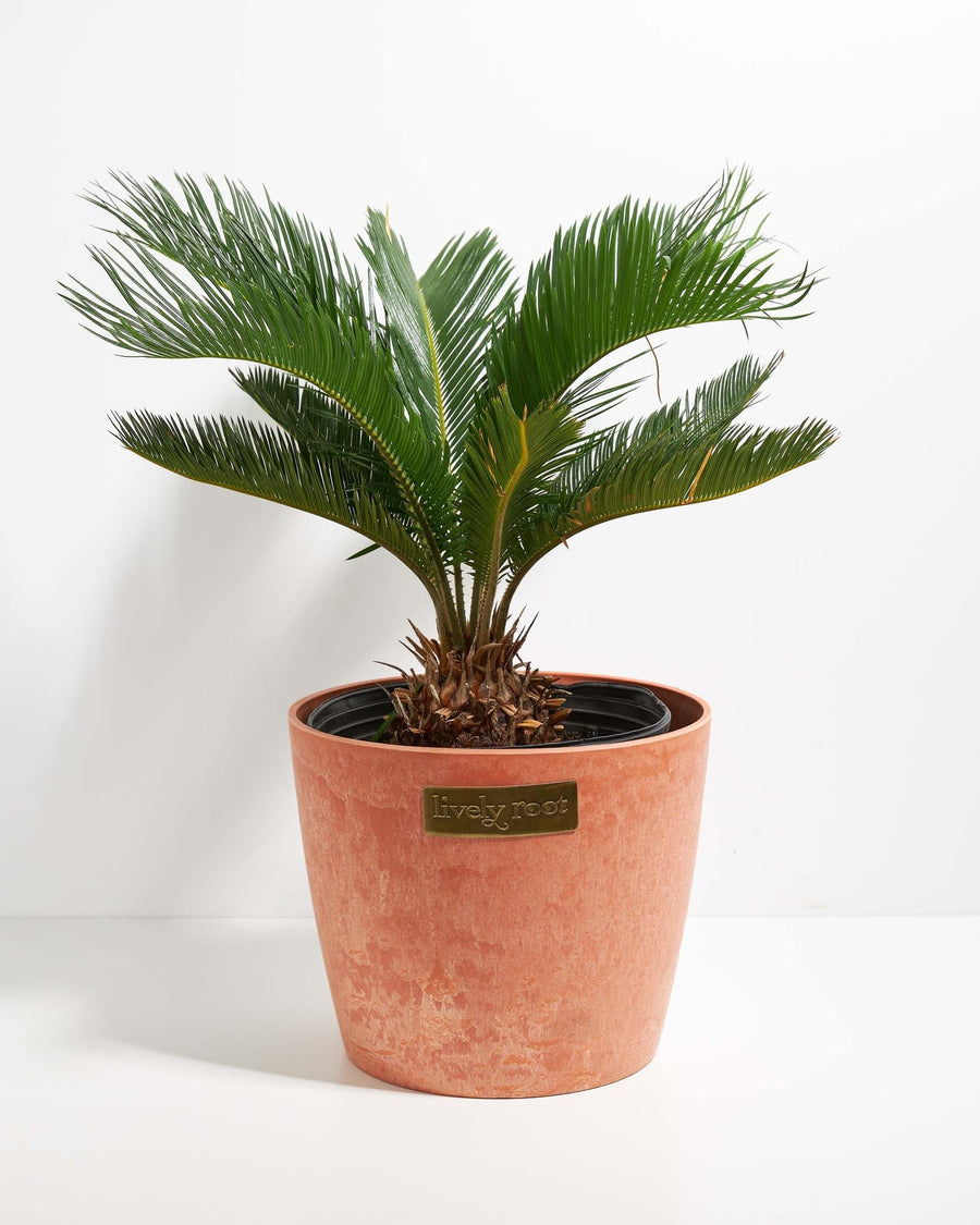 Sago Palm For Sale | Palm Trees | Lively Root