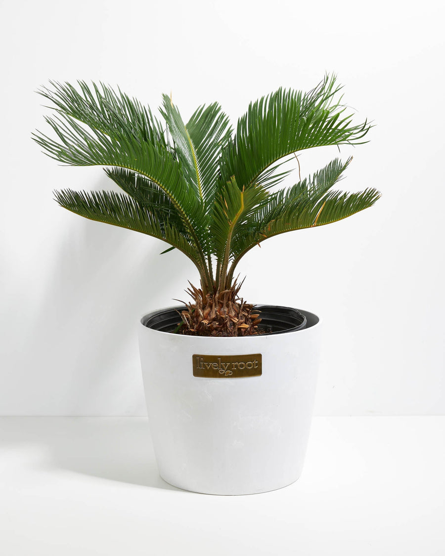 Sago Palm For Sale | Palm Trees | Lively Root