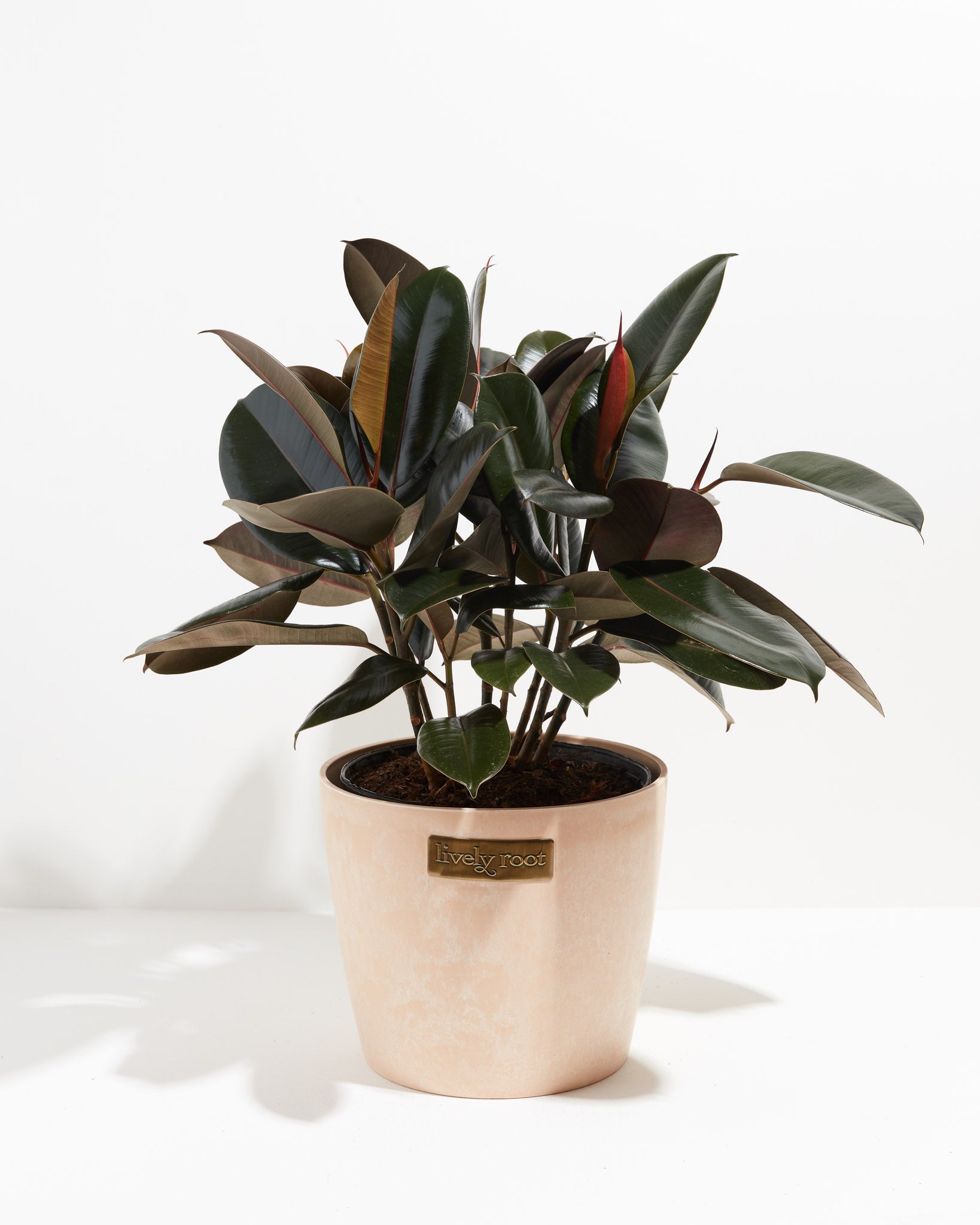 Ficus Elastica (Burgundy Rubber Tree), Including Care Guide