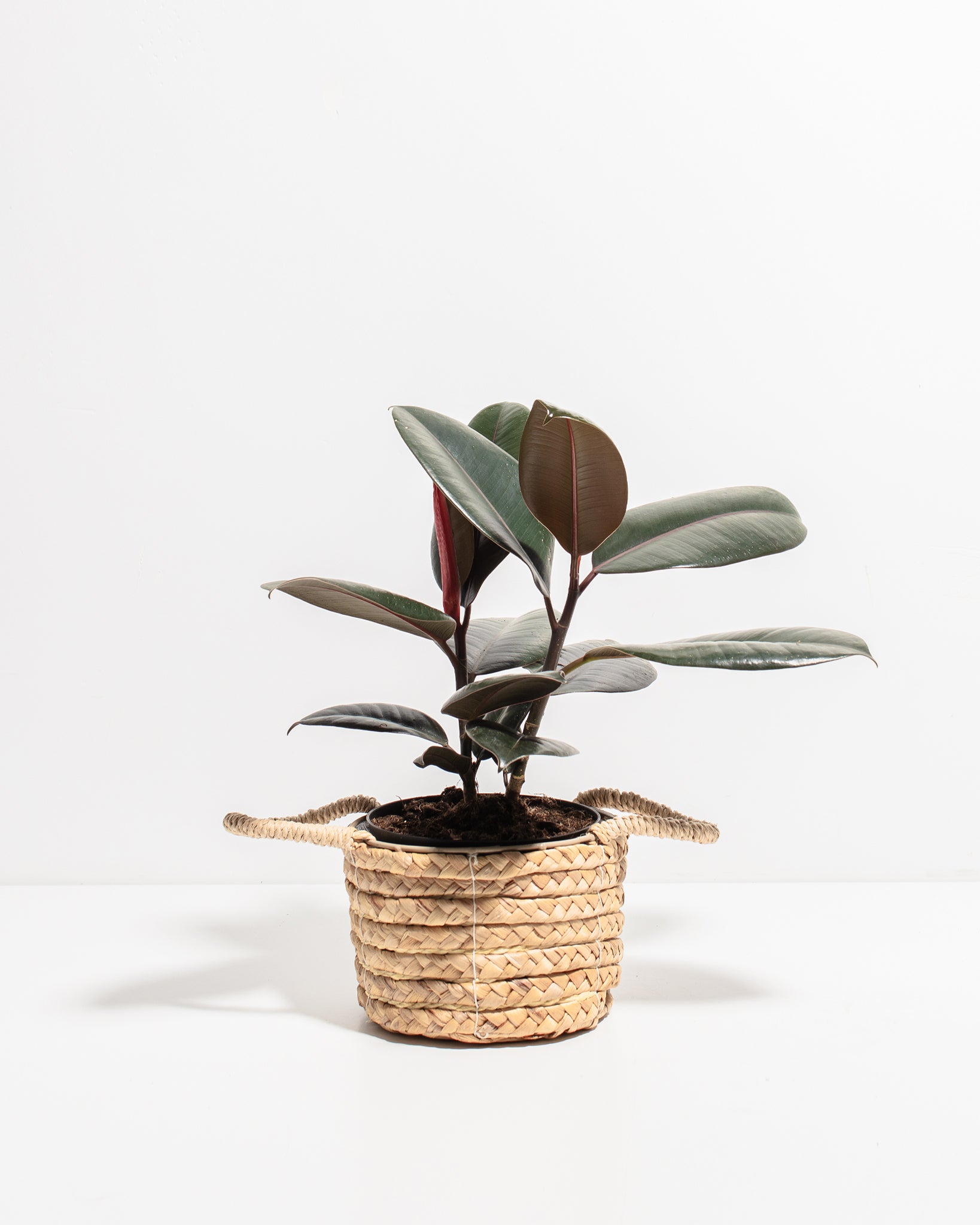 Ficus Elastica (Burgundy Rubber Tree), Including Care Guide