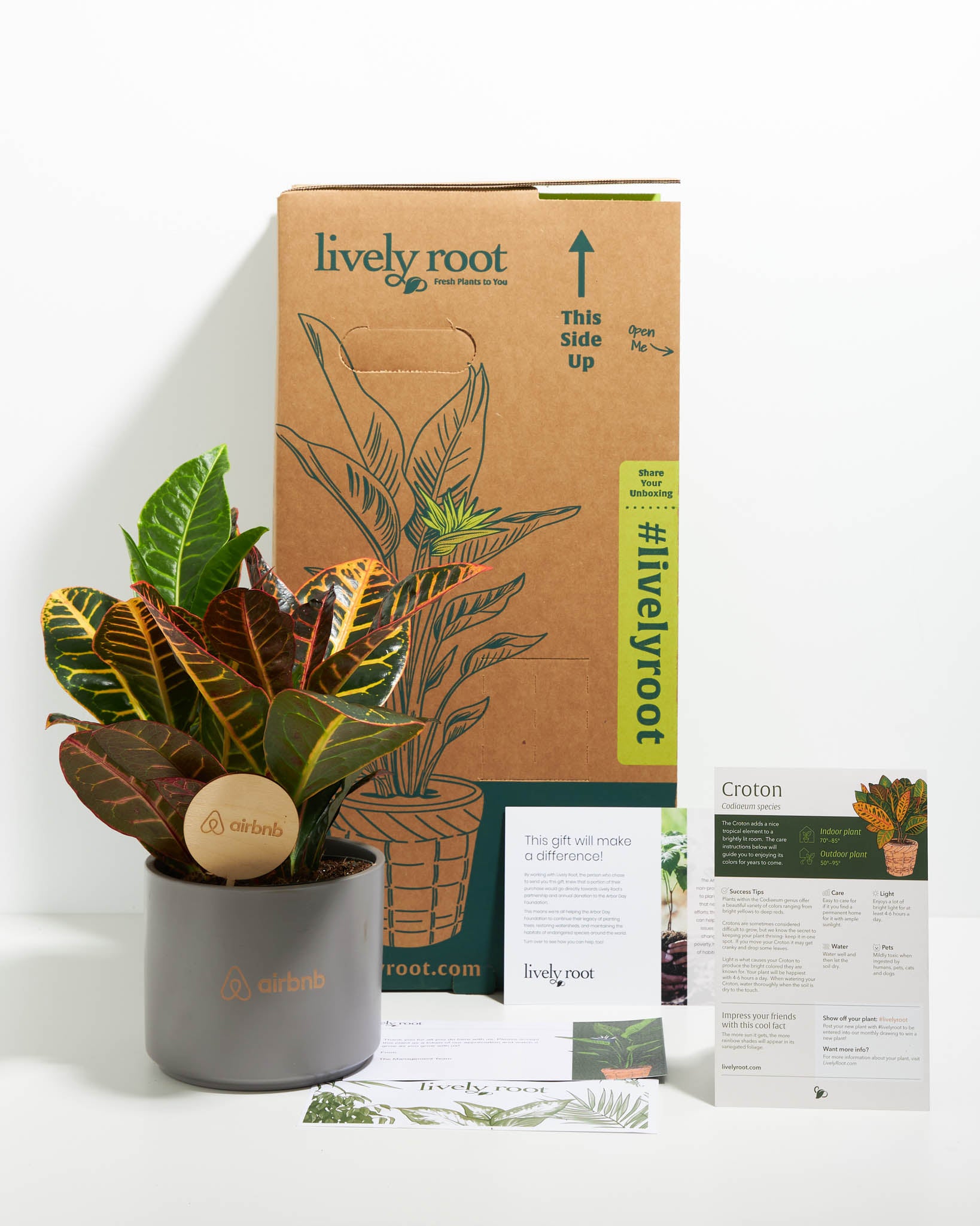 Corporate Gifts | Live Plants | 30-day Happiness Guarantee – Lively Root