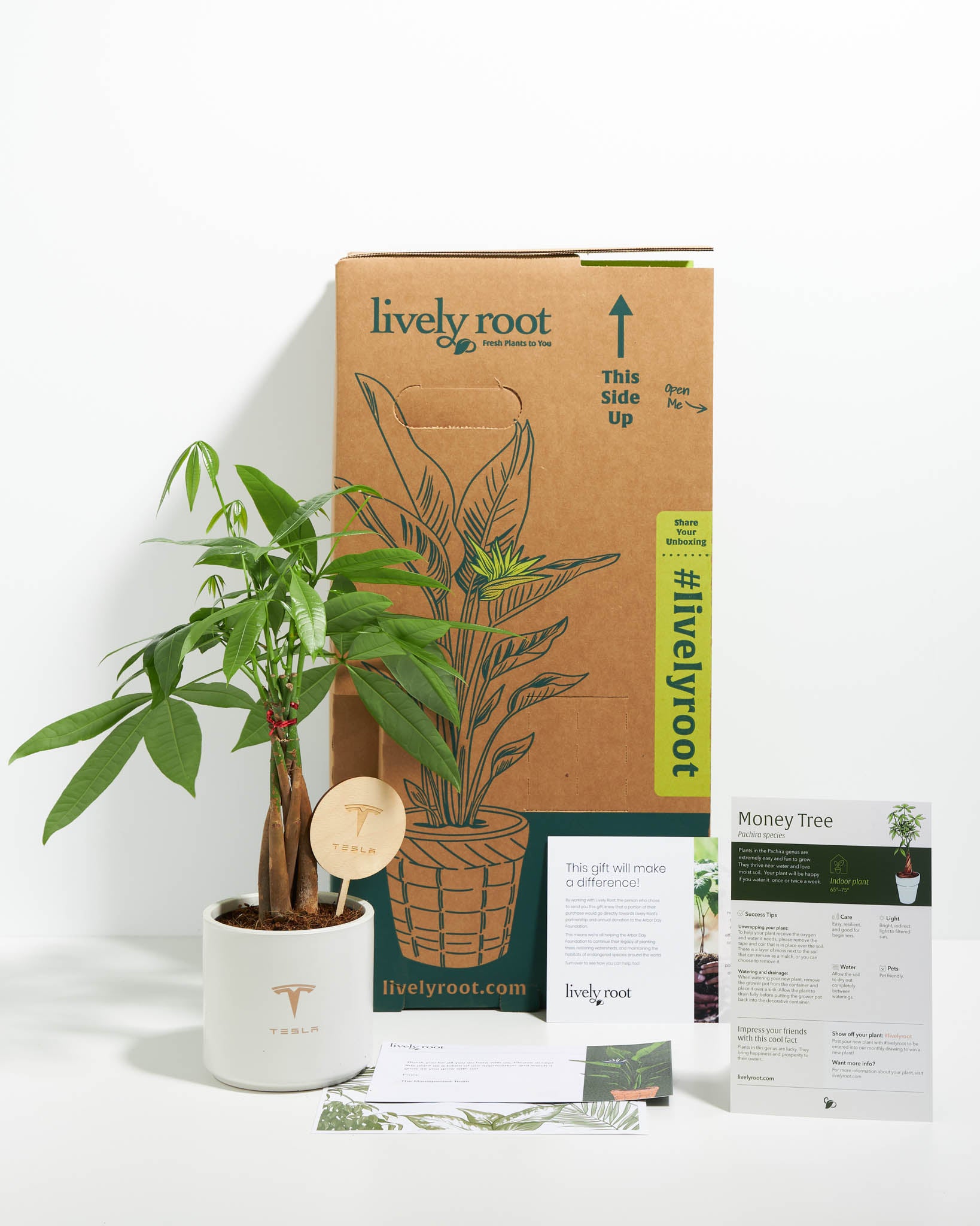 Corporate Gifts | Live Plants | 30-day Happiness Guarantee – Lively Root