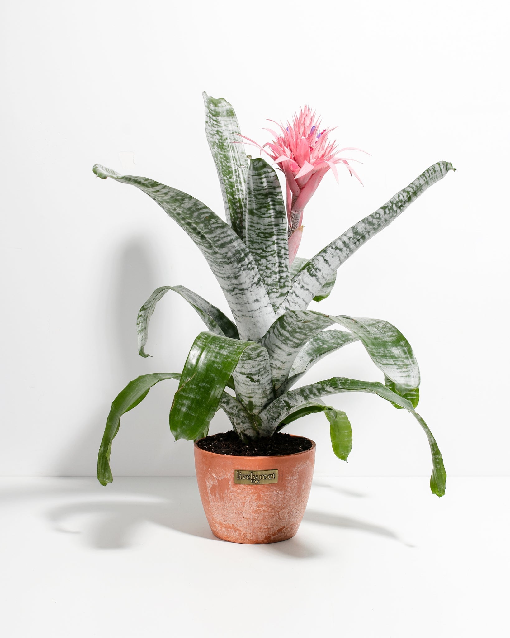 Aechmea Fasciata | Pink Bromeliad | Lively Root