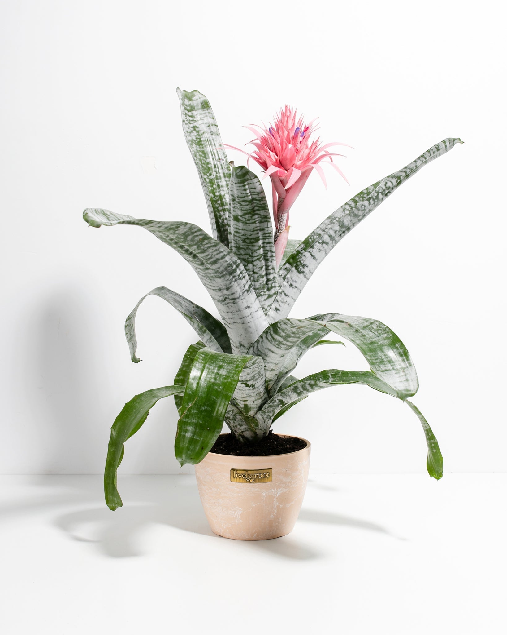 Aechmea Fasciata | Pink Bromeliad | Lively Root
