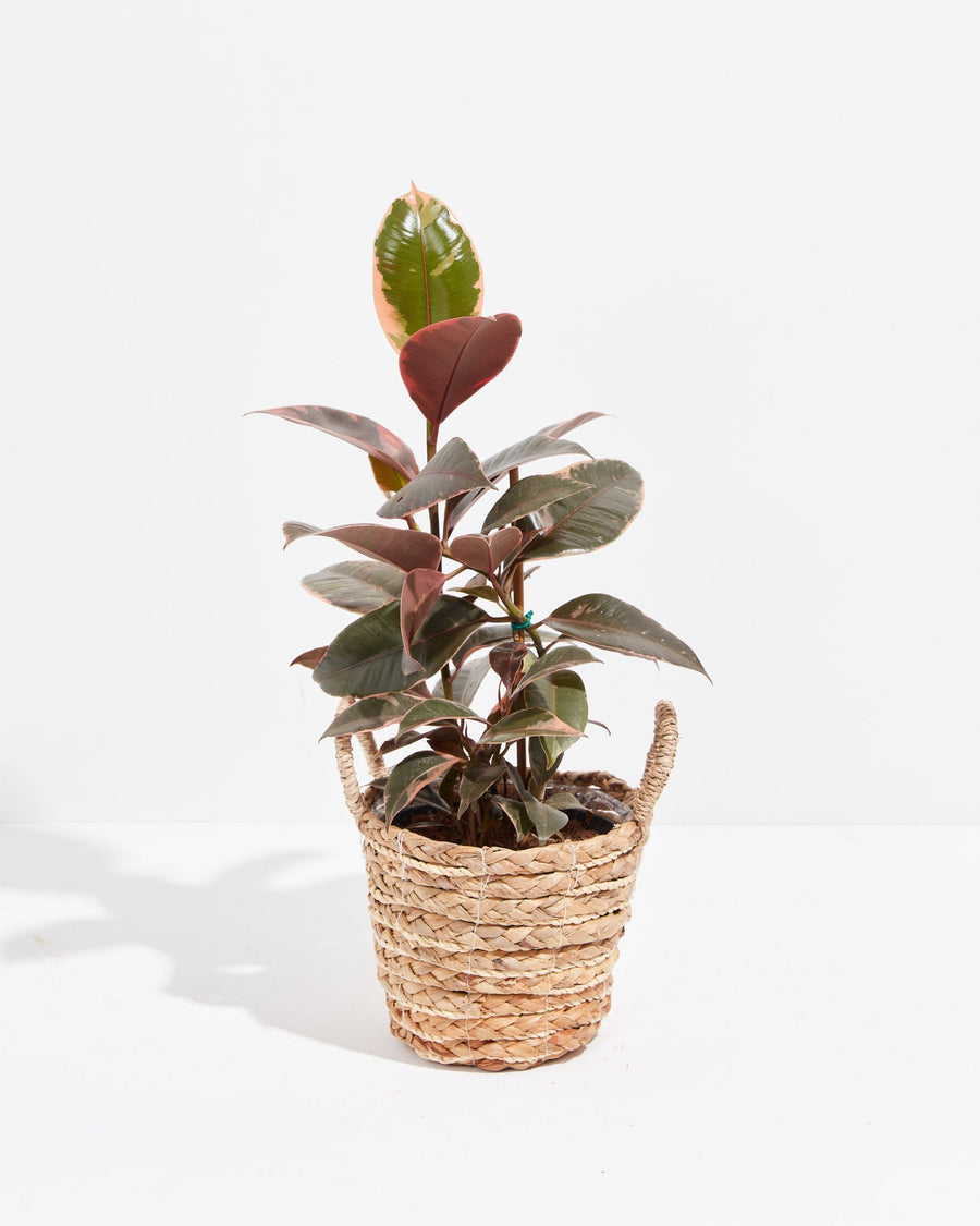 Ficus Elastica Ruby for Sale With Large Options & Care Guide