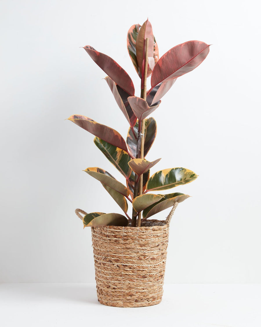 Ficus Elastica Ruby for Sale With Large Options & Care Guide