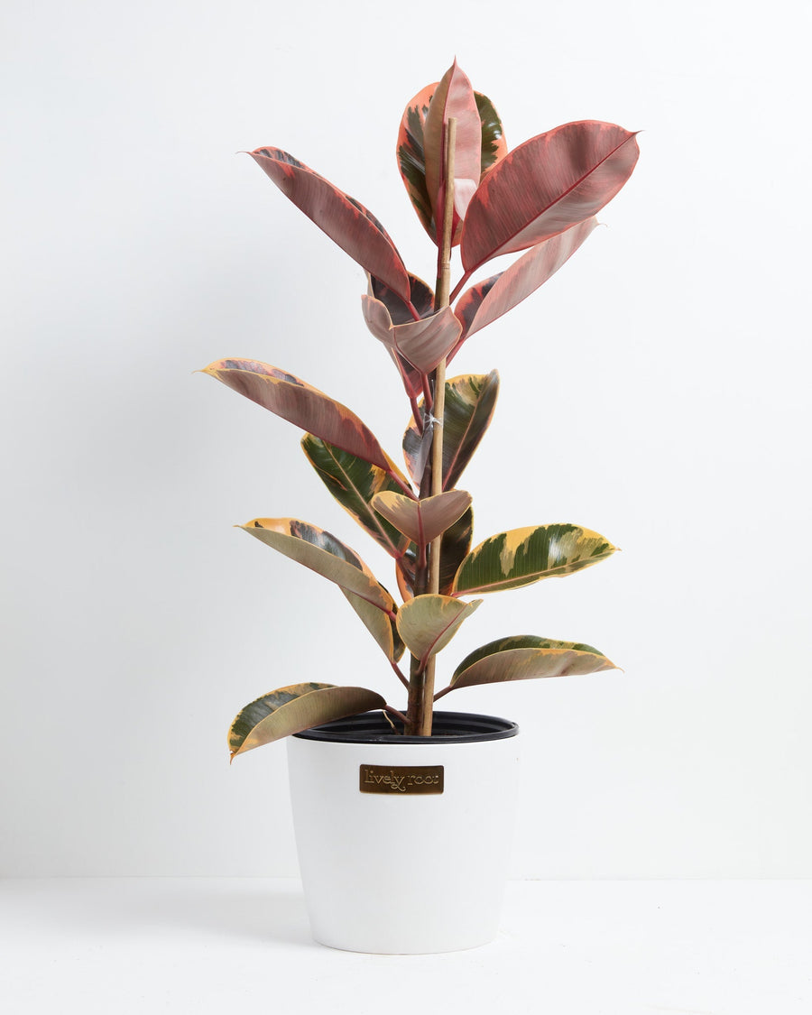 Ficus Elastica Ruby for Sale With Large Options & Care Guide