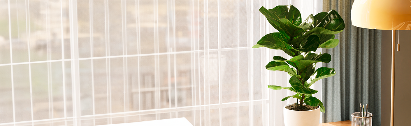 Best Indoor Plants | House Plants & Indoor Trees | Lively Root