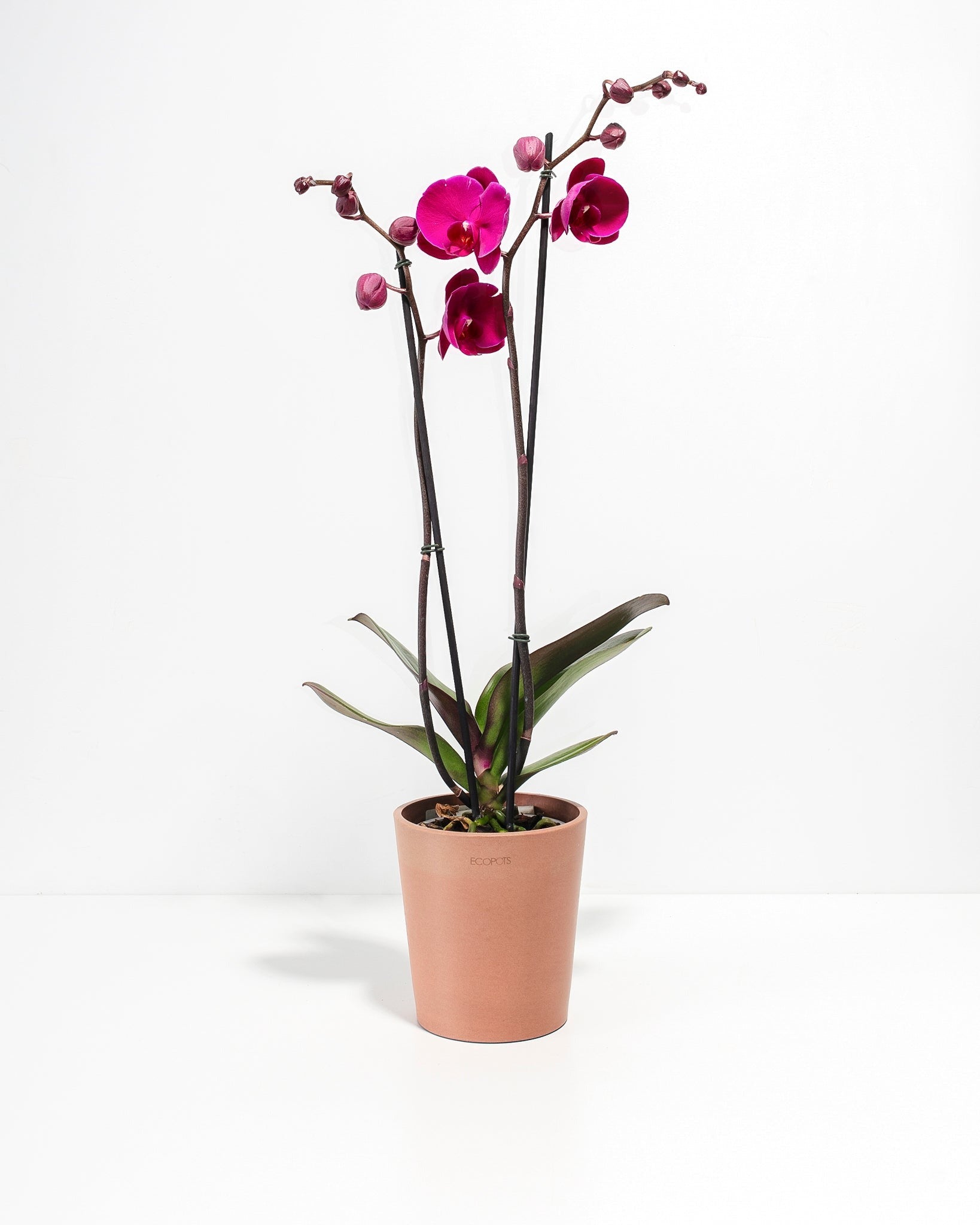 Purple Orchid for Sale | Orchids Delivery | Lively Root